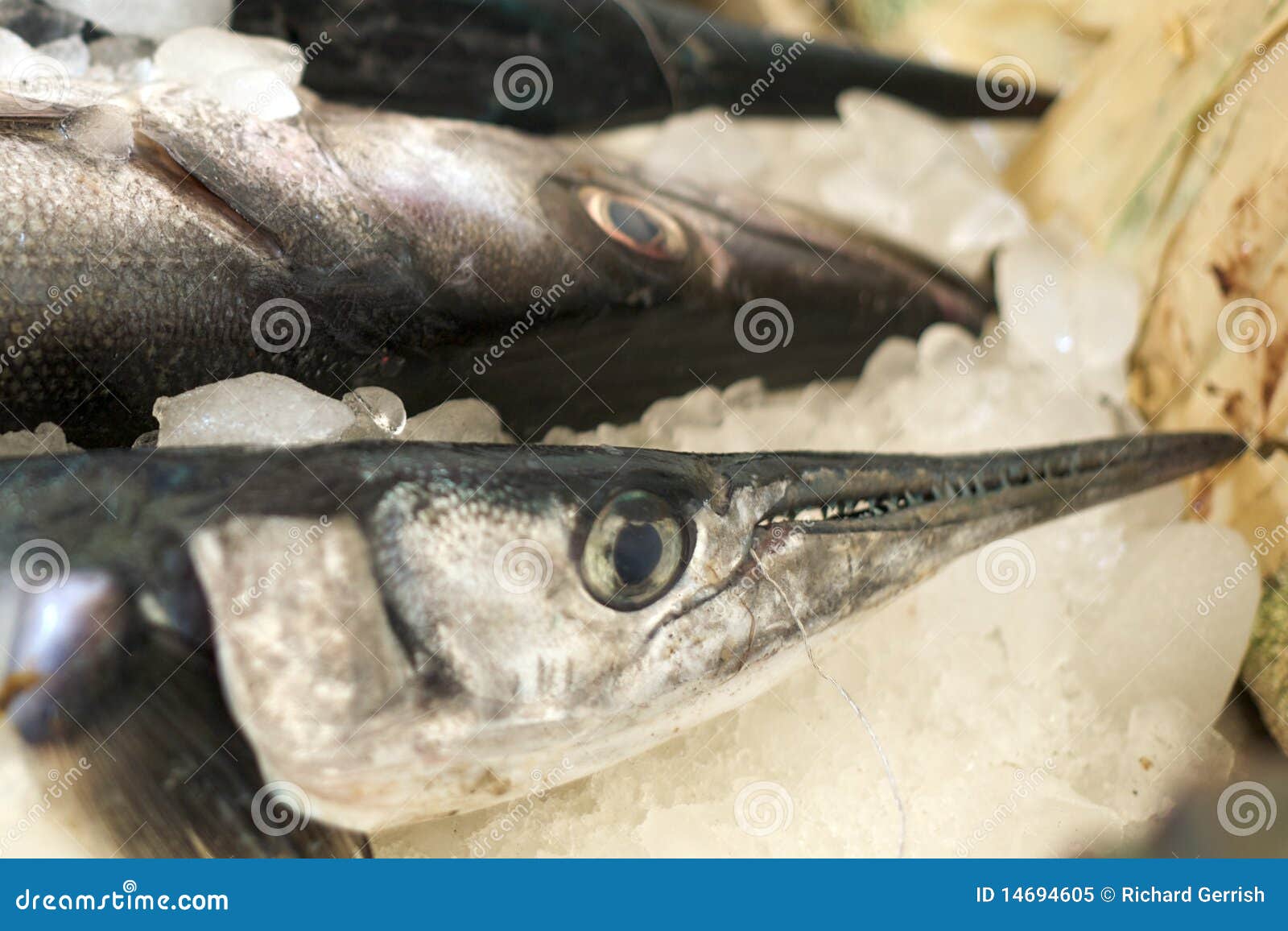 Fish with teeth stock image. Image of food, animals, teeth - 14694605