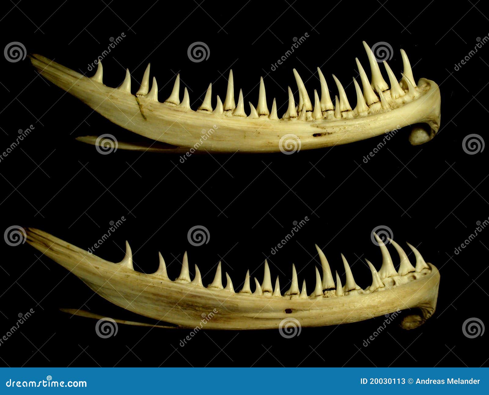Fish Teeth stock image. Image of monk, sharp, fish, skeleton - 20030113