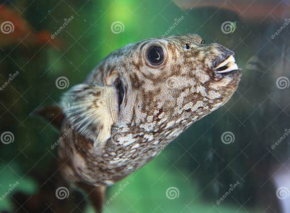 Fish with teeth stock image. Image of mexico, aquarium - 26506779