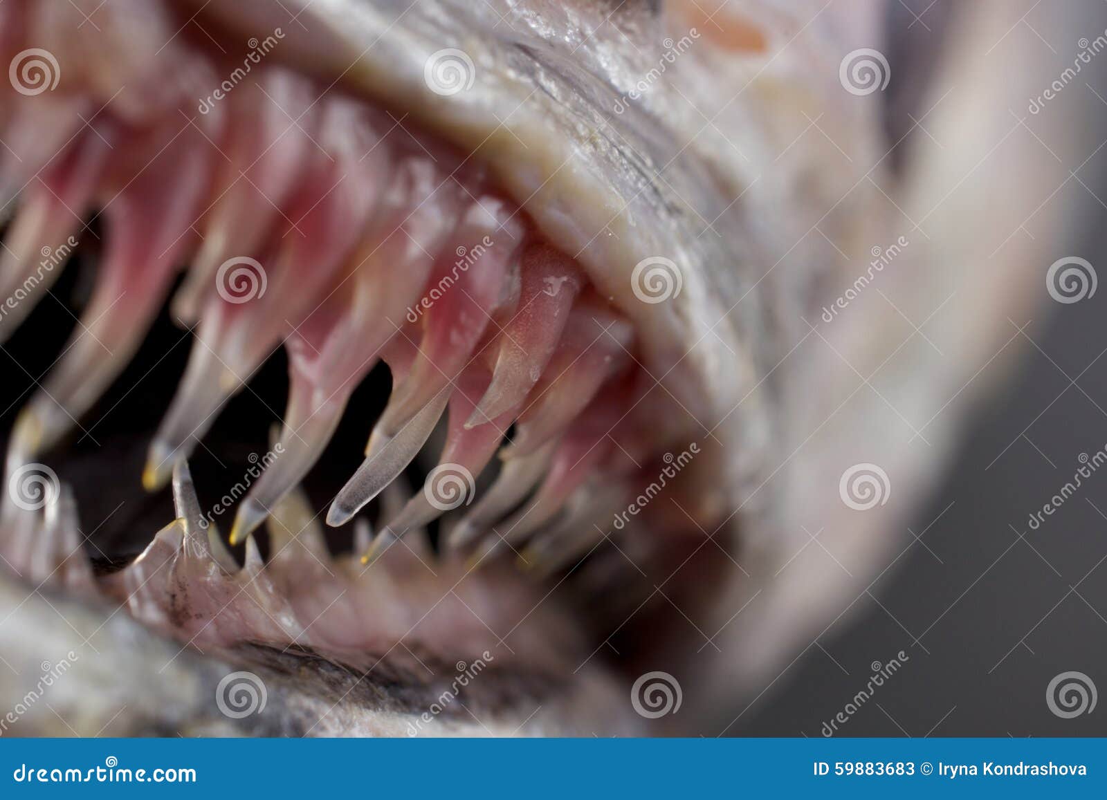 Hagfish Teeth