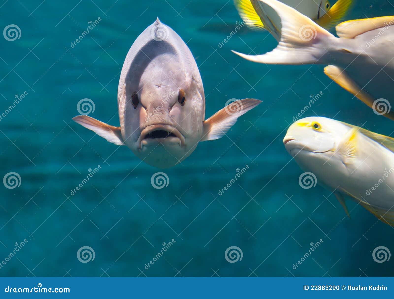Fish with Teeth Under the Water Stock Photo - Image of travel, elegant ...
