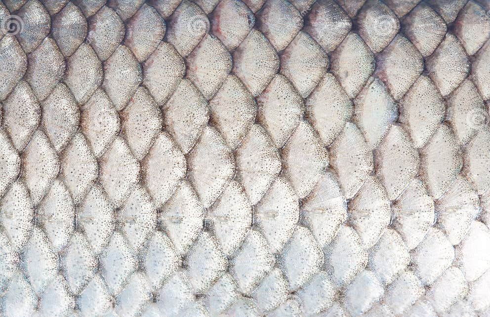 Fish stock photo. Image of pattern, food, eating, detail - 33635116