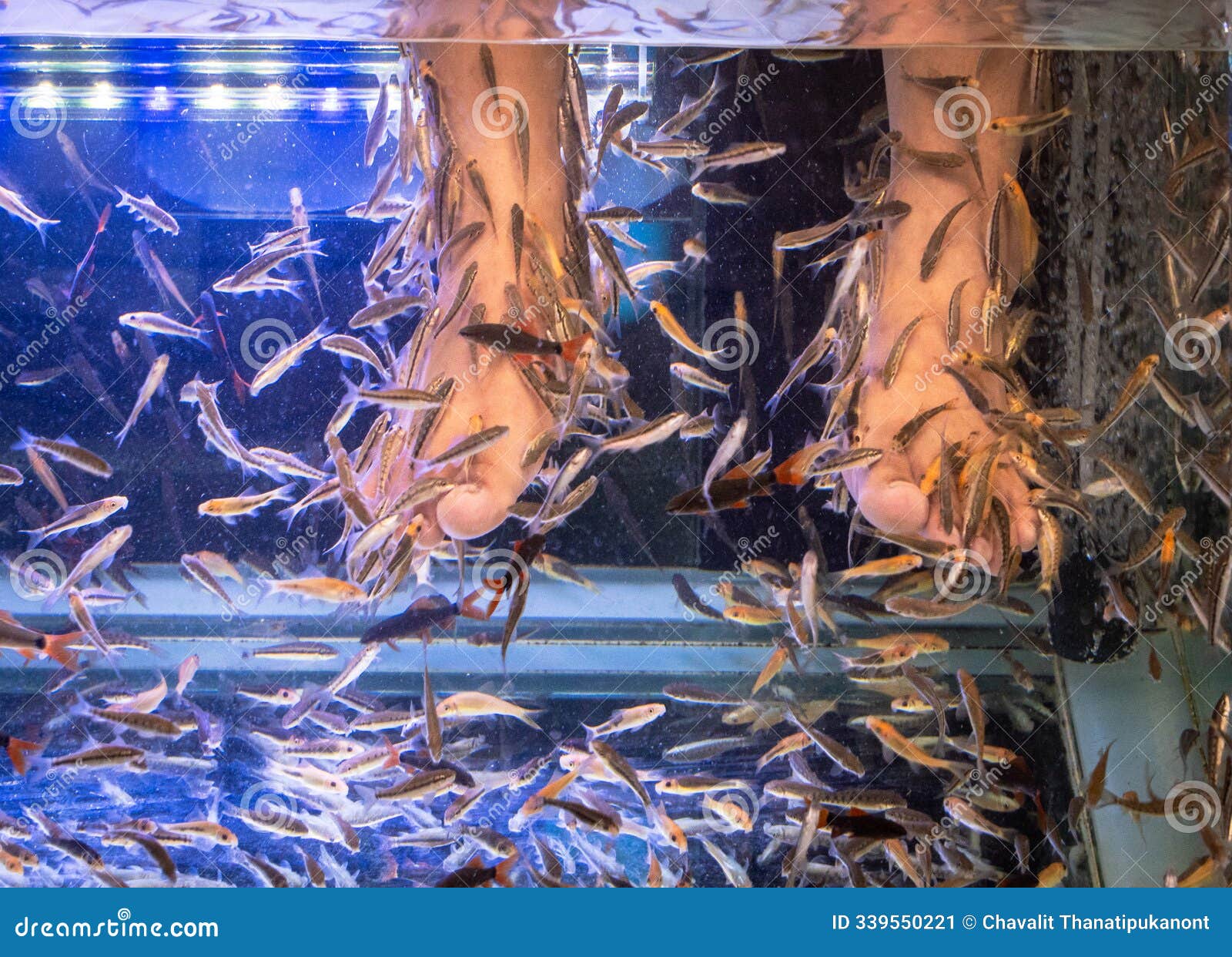 Fish Therapy by Doing Fish Spa with Garra Rufa Fish or Doctor Fish ...