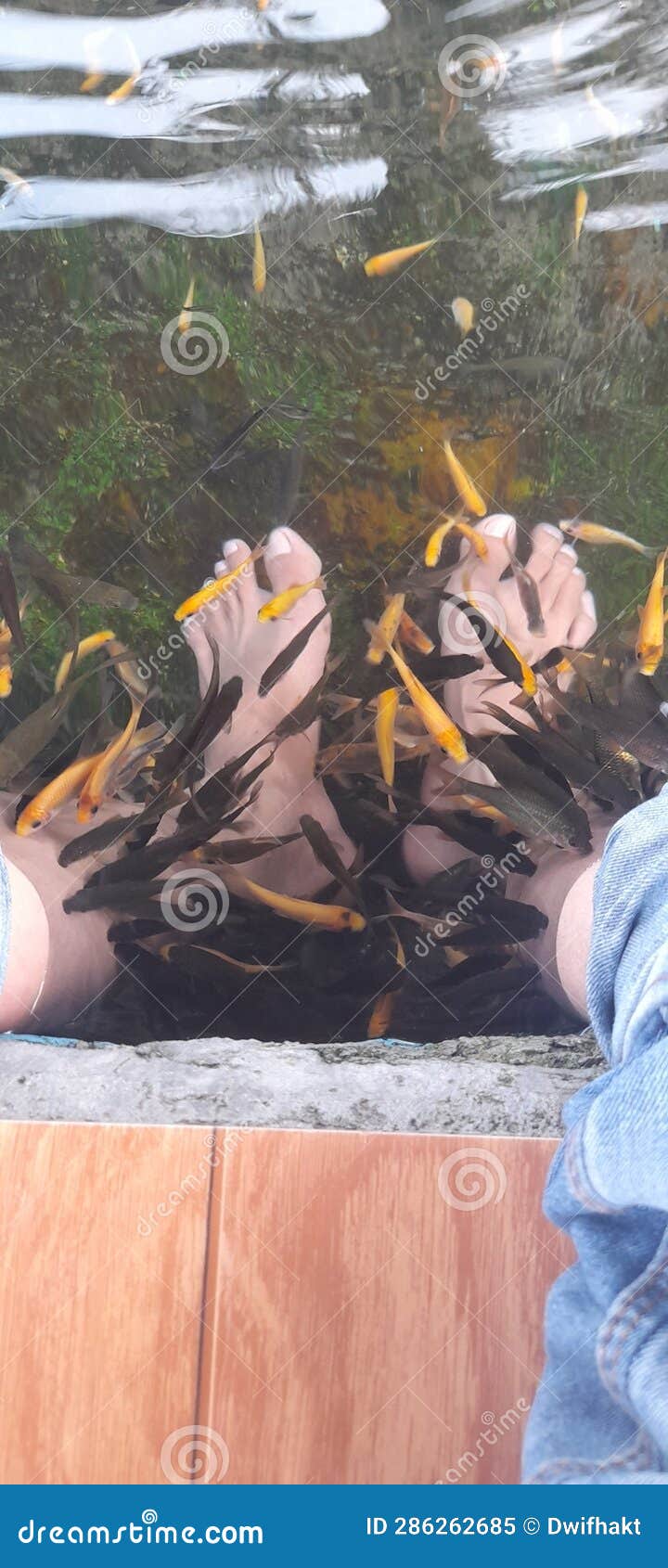 Fish Therapy To Improve Blood Circulation Stock Image - Image of ...