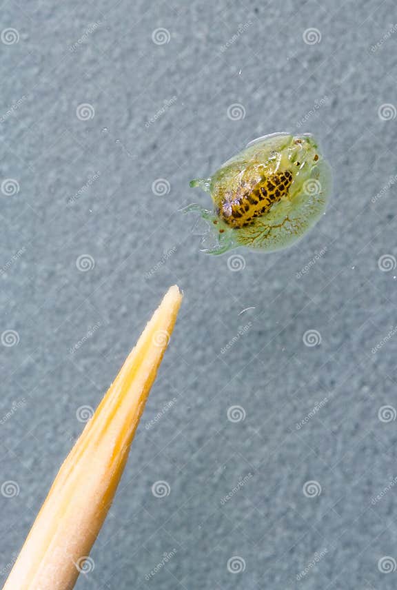 Fish TIck stock image. Image of green, fish, closeup - 14552871