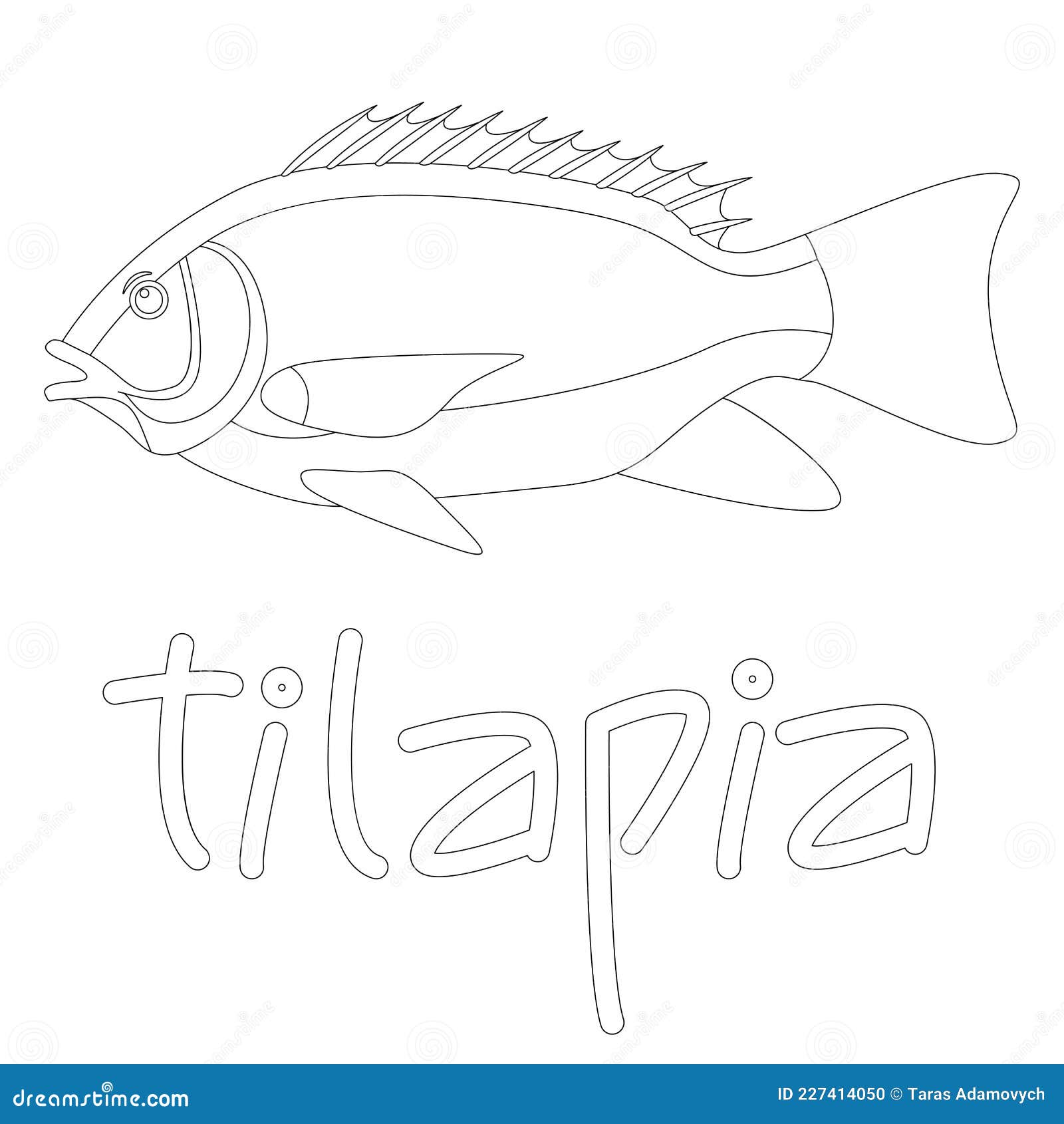 Fish Tilapia, Vector Illustration, Lining Draw, Side Stock Vector ...
