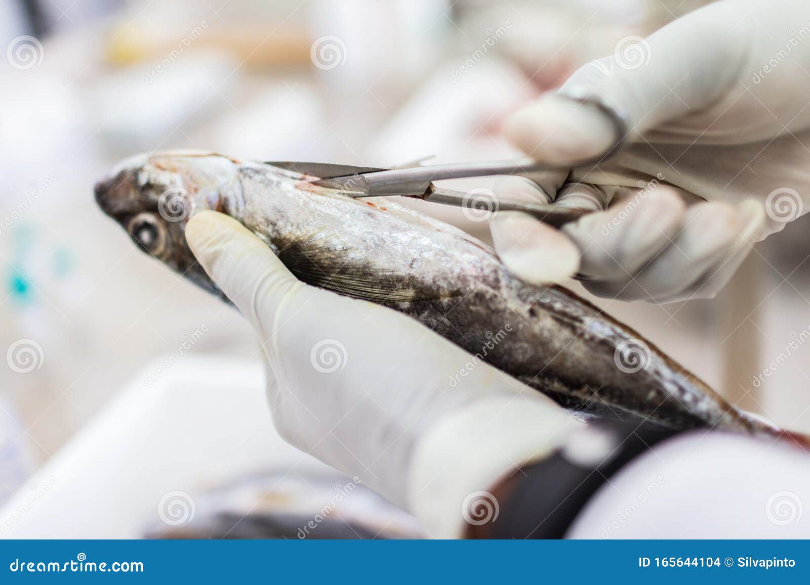 Fish To Be Tested in the Laboratory, Scissors Stock Photo - Image of ...