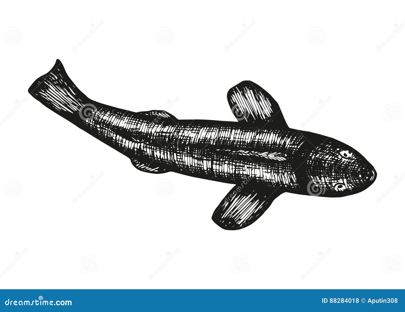 Fish Top View Swims in Motion Vector Sketch Stock Vector - Illustration ...