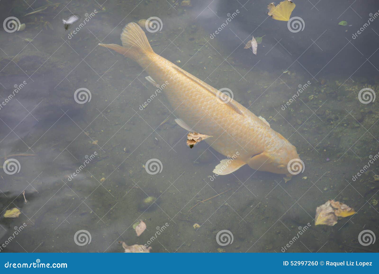 Fish. stock photo. Image of fish, fins, wildlife, view - 52997260