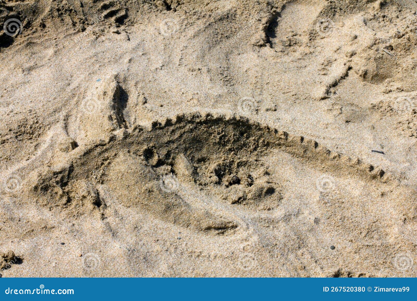 Fish trail in the sand stock photo. Image of trail, reptile - 267520380