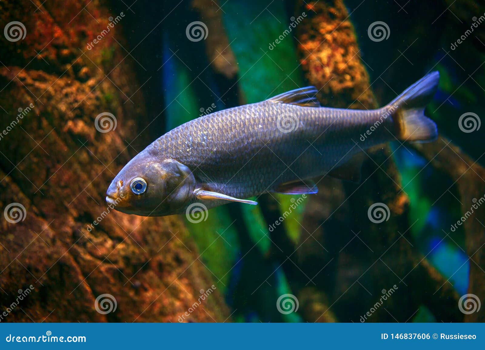 Fish in river water stock photo. Image of lake, real - 146837606