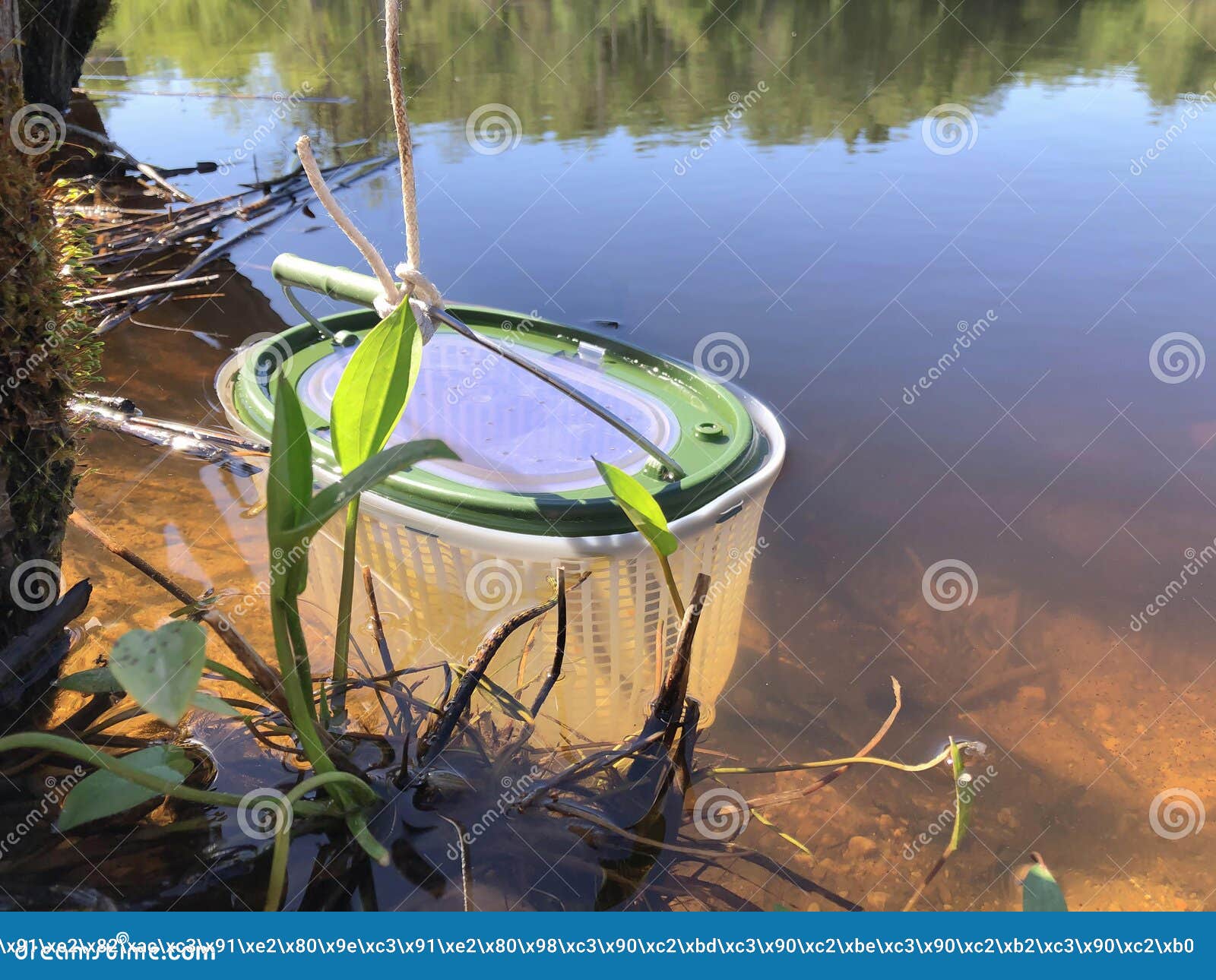 Fish Trap, Device for Storing Caught Fish while Fishing Stock Photo ...
