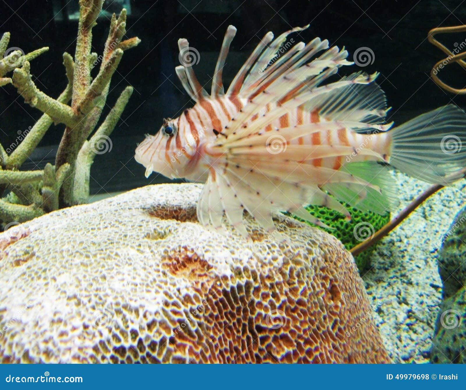 Fish stock photo. Image of animal, fish, coral, aqua - 49979698