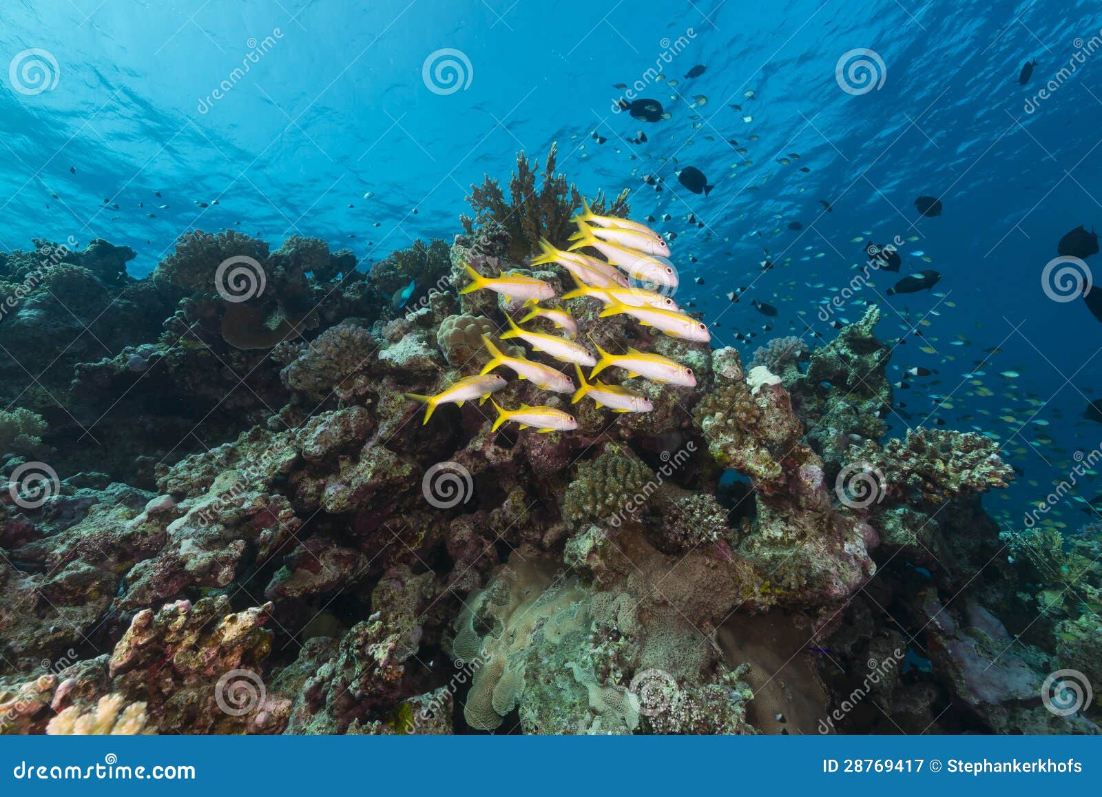 Fish and Tropical Reef in the Red Sea. Stock Image - Image of beautiful ...