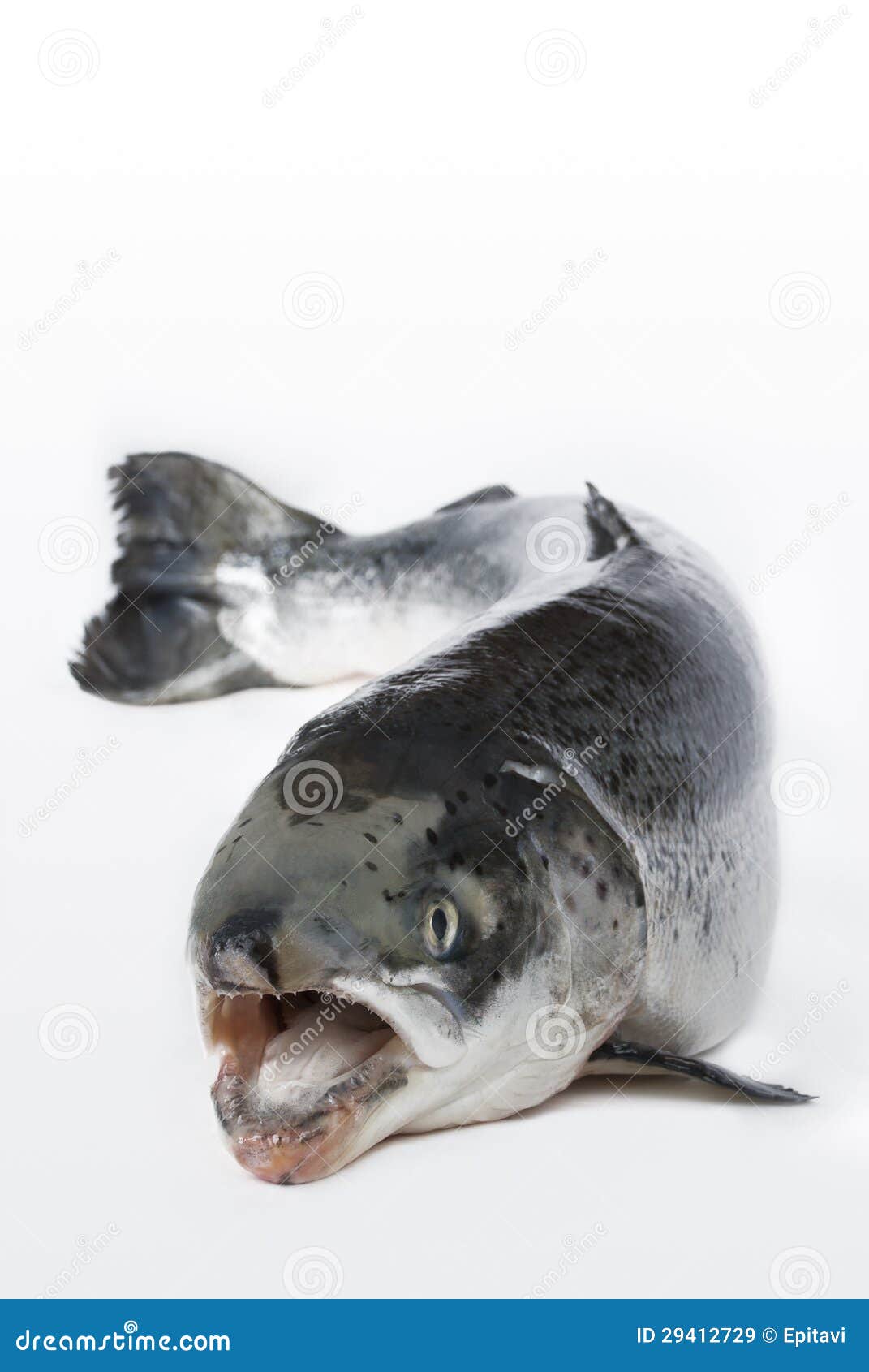 Fish trout stock image. Image of healthy, fish, sharp - 29412729