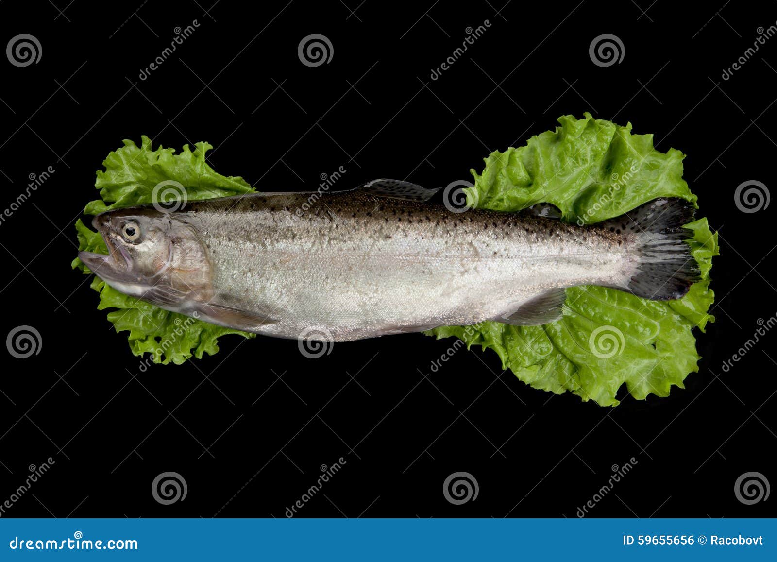 Fish Trout with Lettuce Leaves Stock Photo - Image of isolated ...