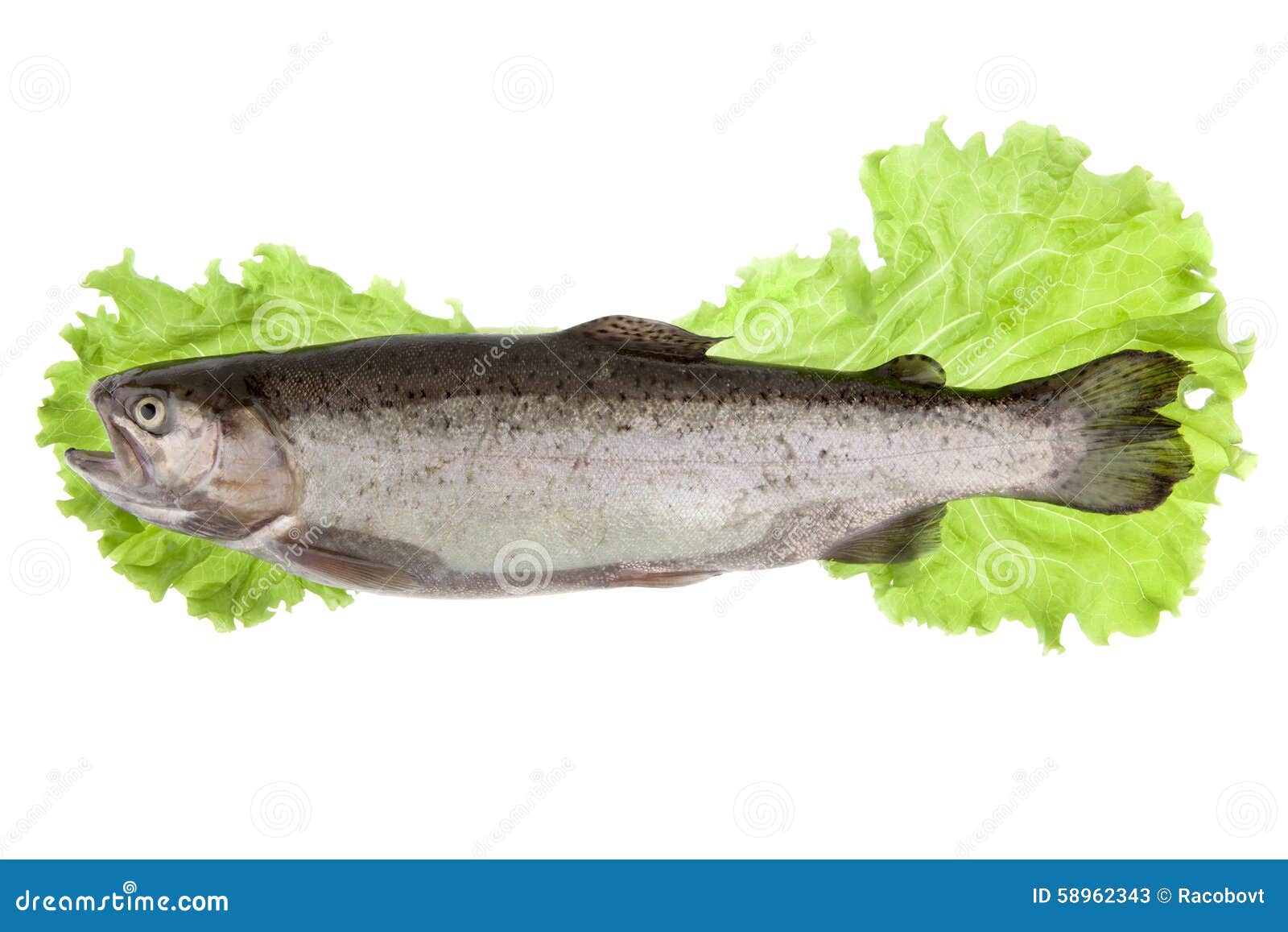 Fish Trout with Lettuce Leaves Stock Image - Image of cartilaginous ...