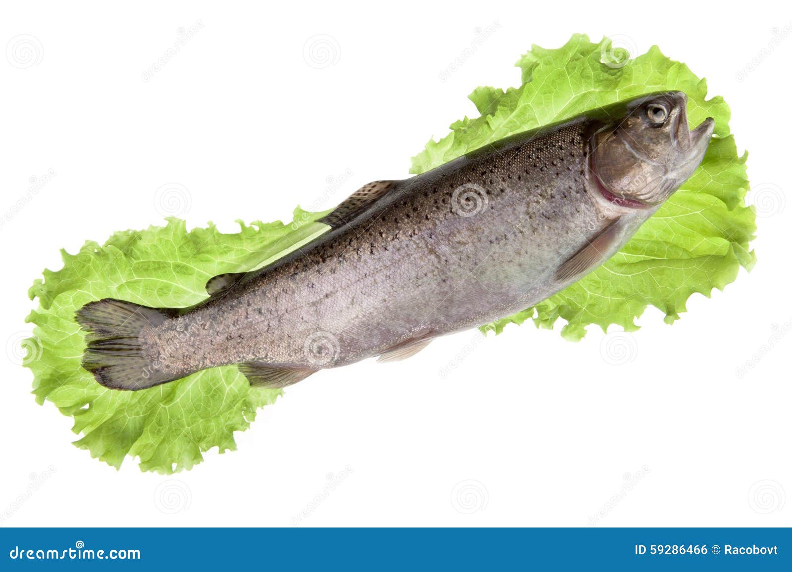 Fish Trout with Lettuce Leaves Stock Photo - Image of lettuce ...