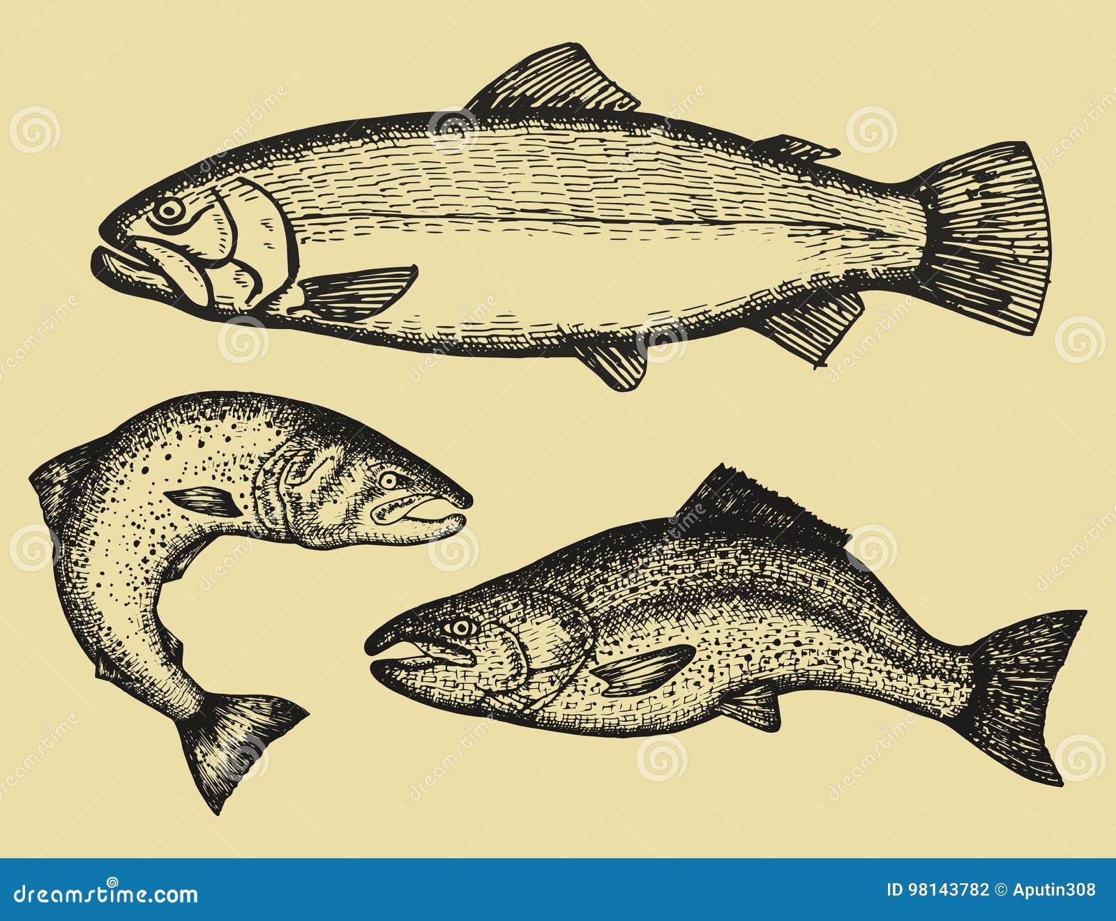 Fish Trout in Motion Vector Set. Hand Drawing Illustration Stock Vector ...
