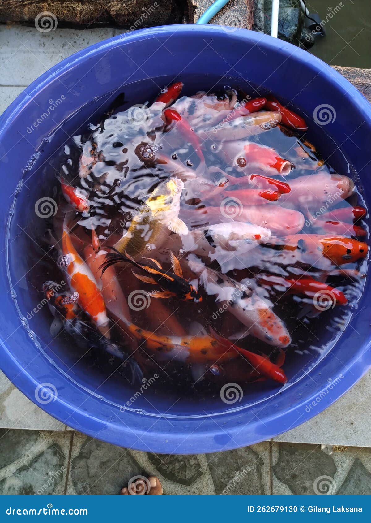 Fish in bucket of water stock photo. Image of trunk - 262679130