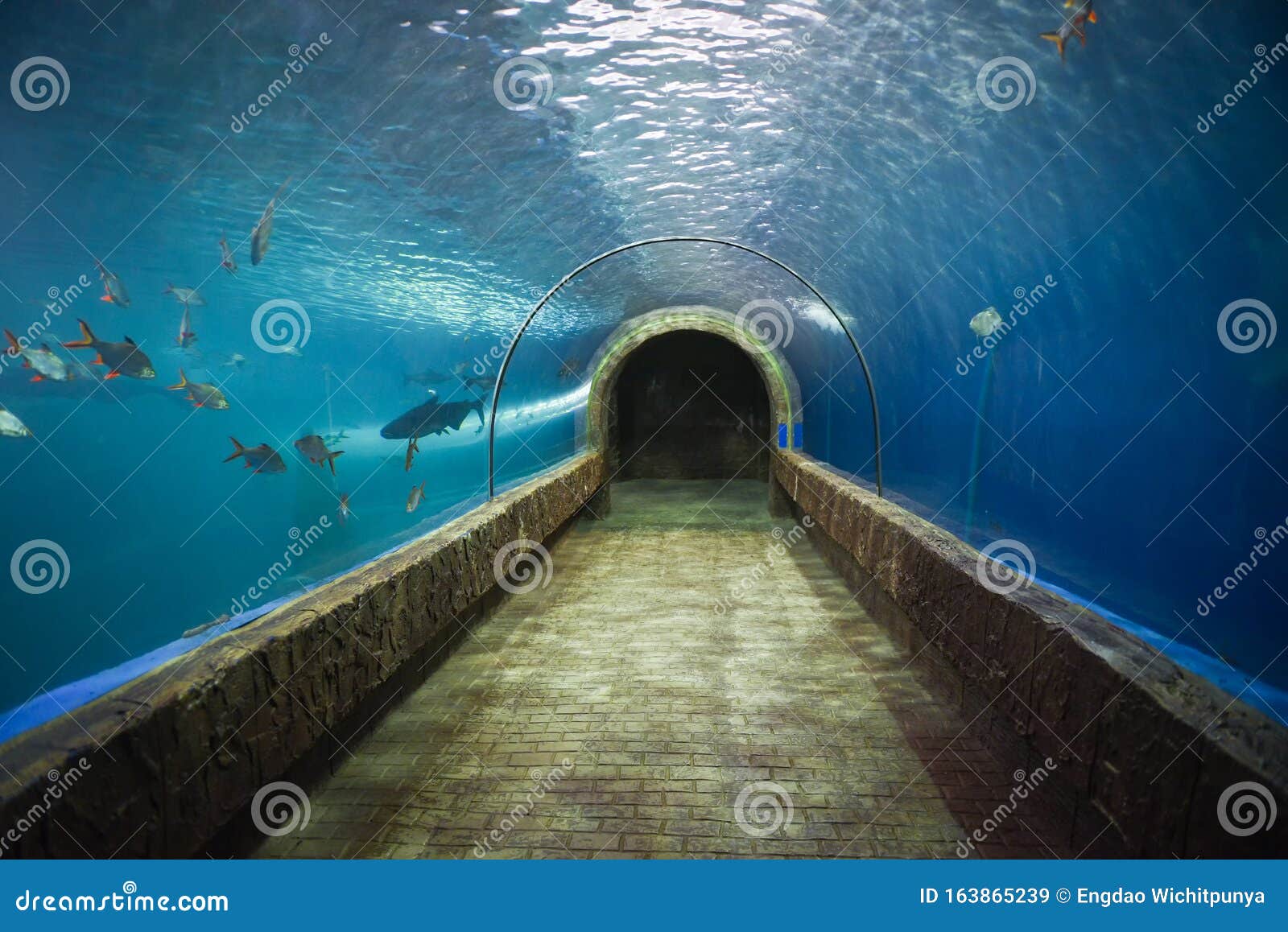Fish Tunnel at the Aquarium Underwater - Different Types of Fish ...