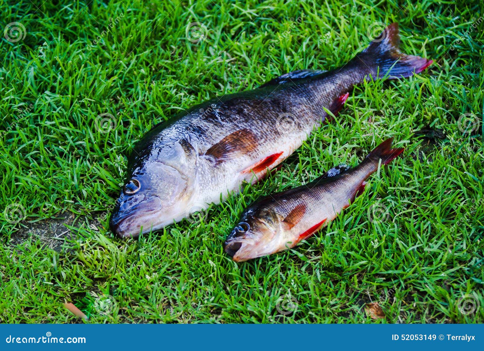 Fish stock image. Image of fish, perches, european, fishes - 52053149