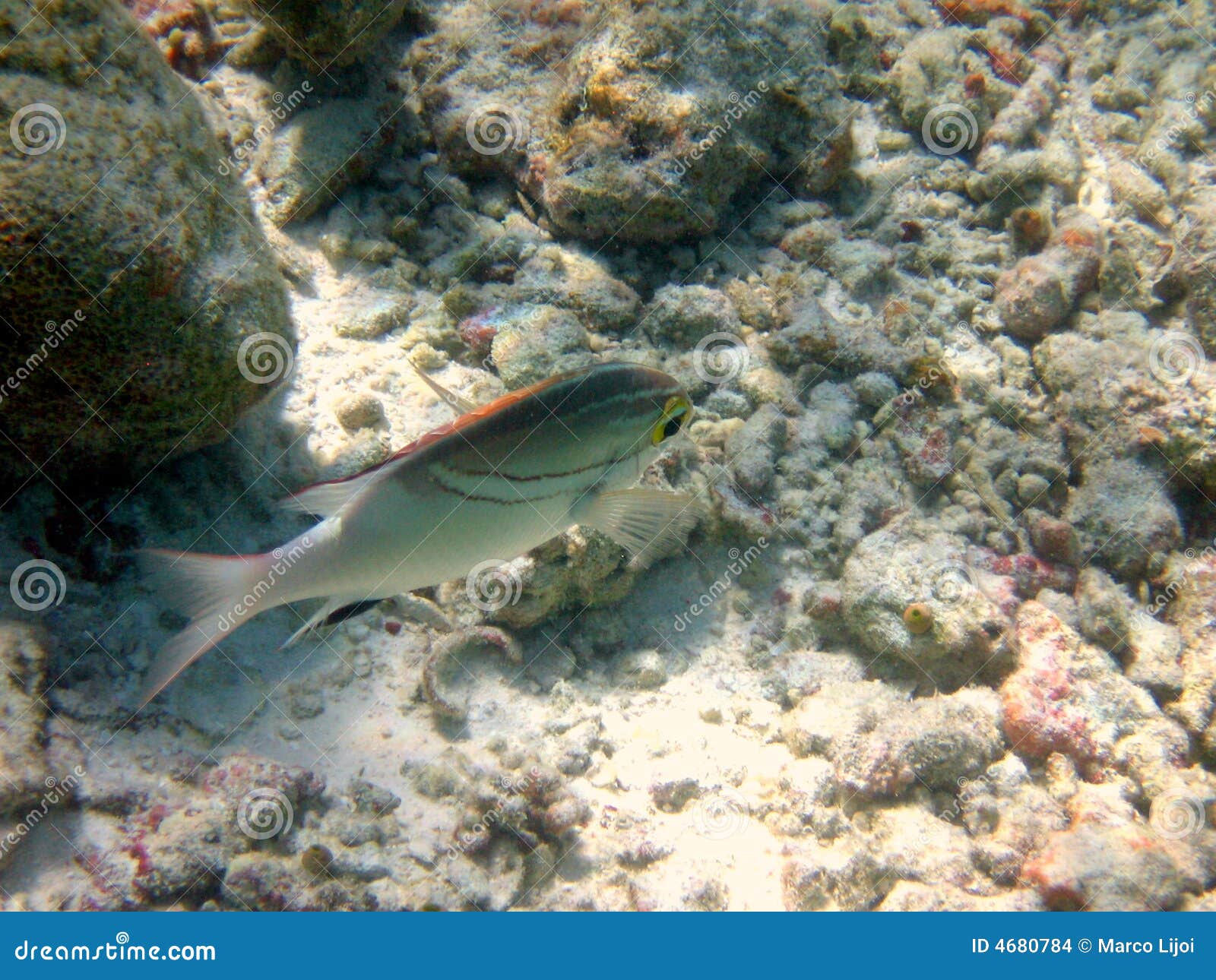 Fish : Two-Lined Monocle Bream Picture. Image: 4680784