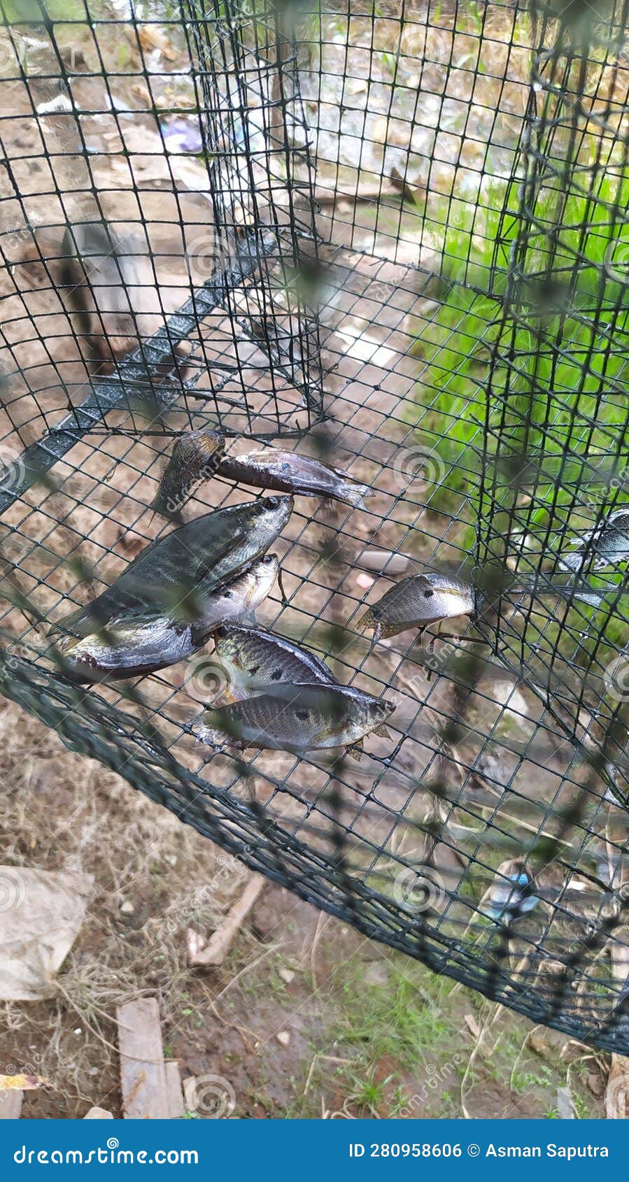 Fish Typical of South Borneo Stock Photo - Image of called, branch ...