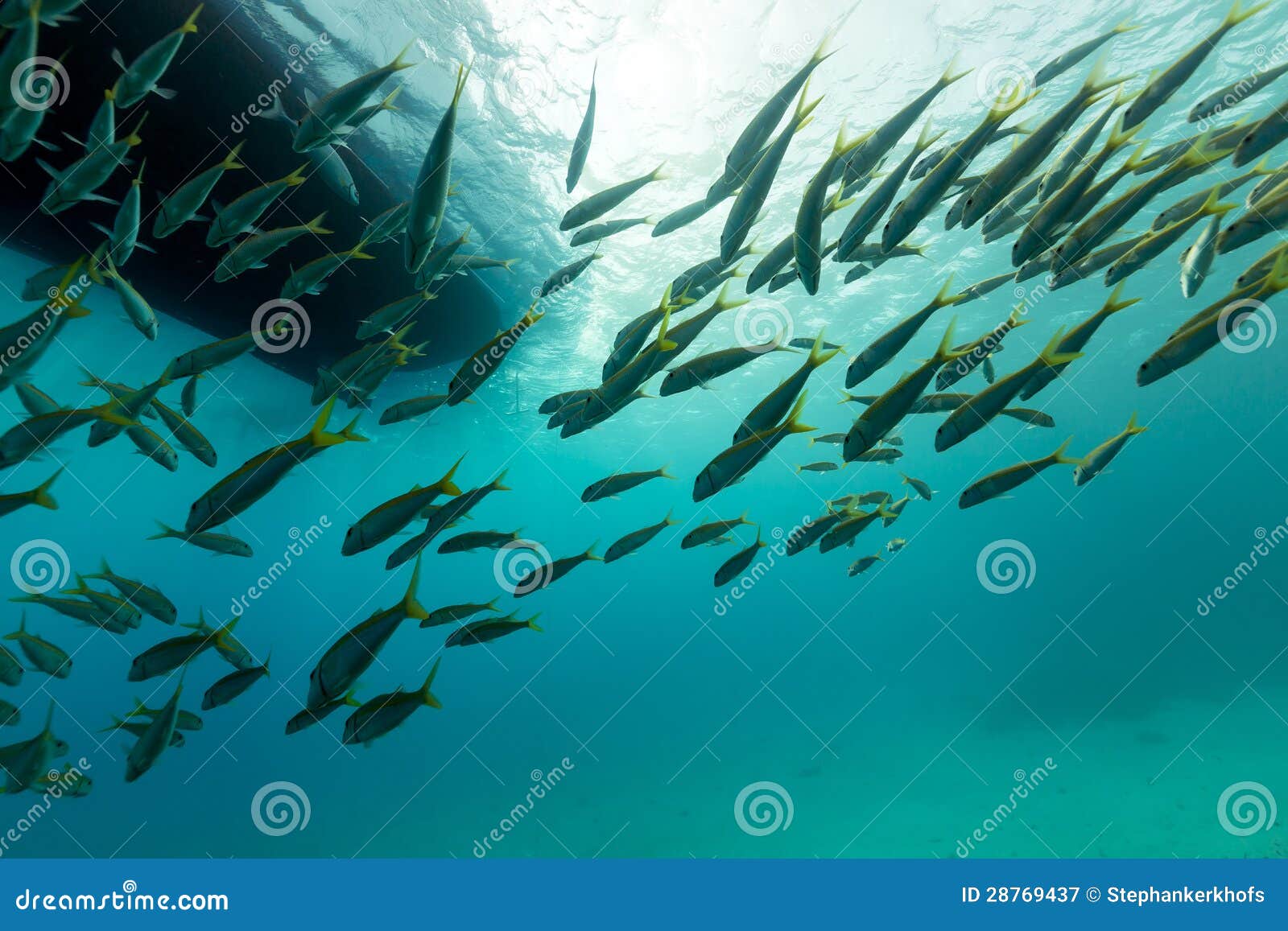 Fish Under the Boat in the Red Sea. Stock Image - Image of diving ...