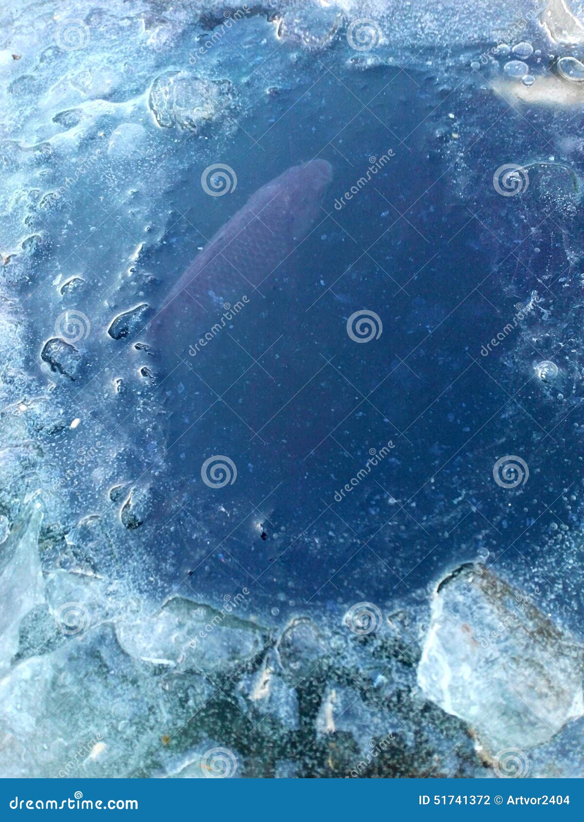 Fish under ice stock photo. Image of cold, winter, blue - 51741372