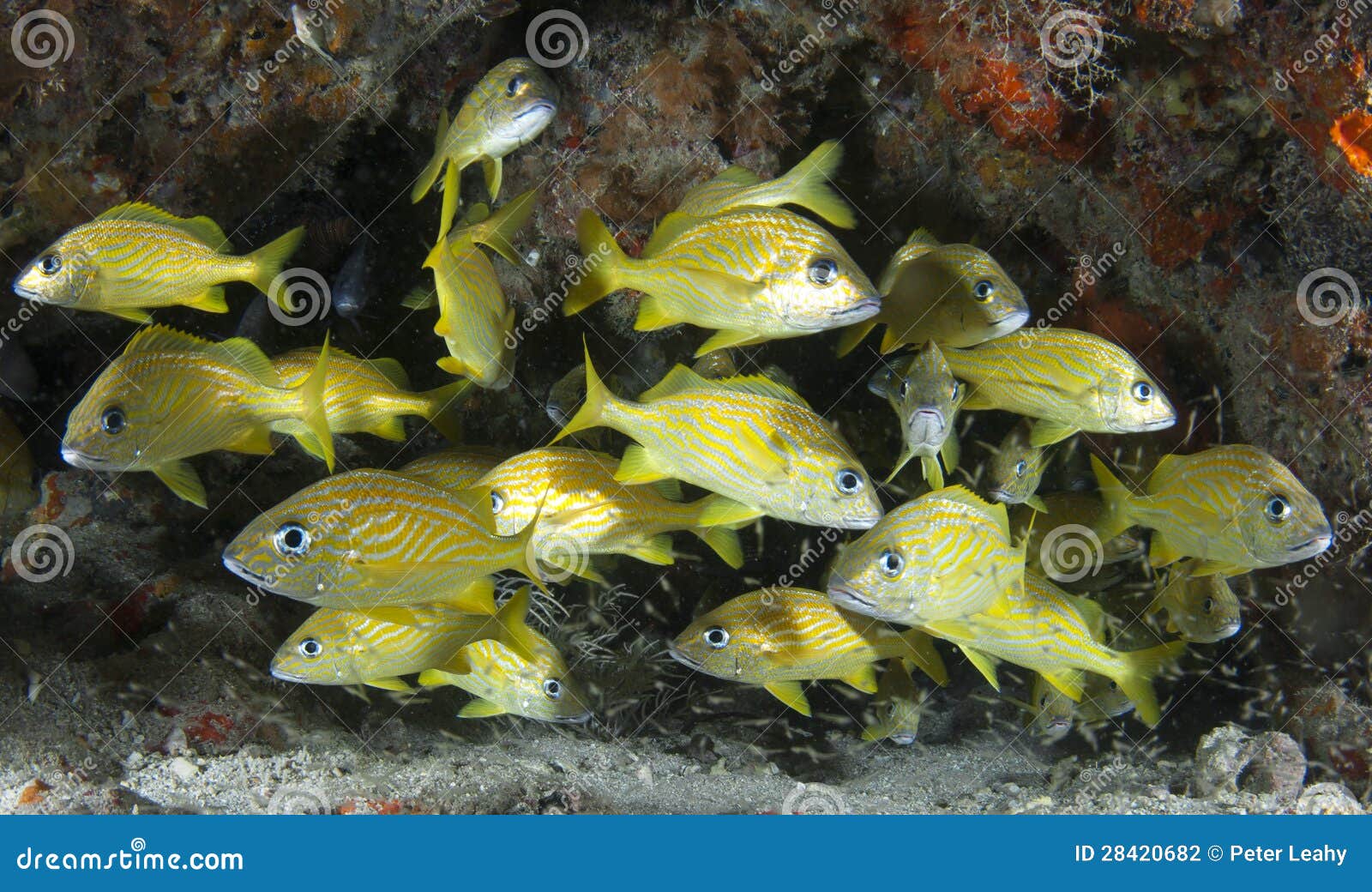 Fish under a reef ledge stock photo. Image of swim, ichthyology - 28420682