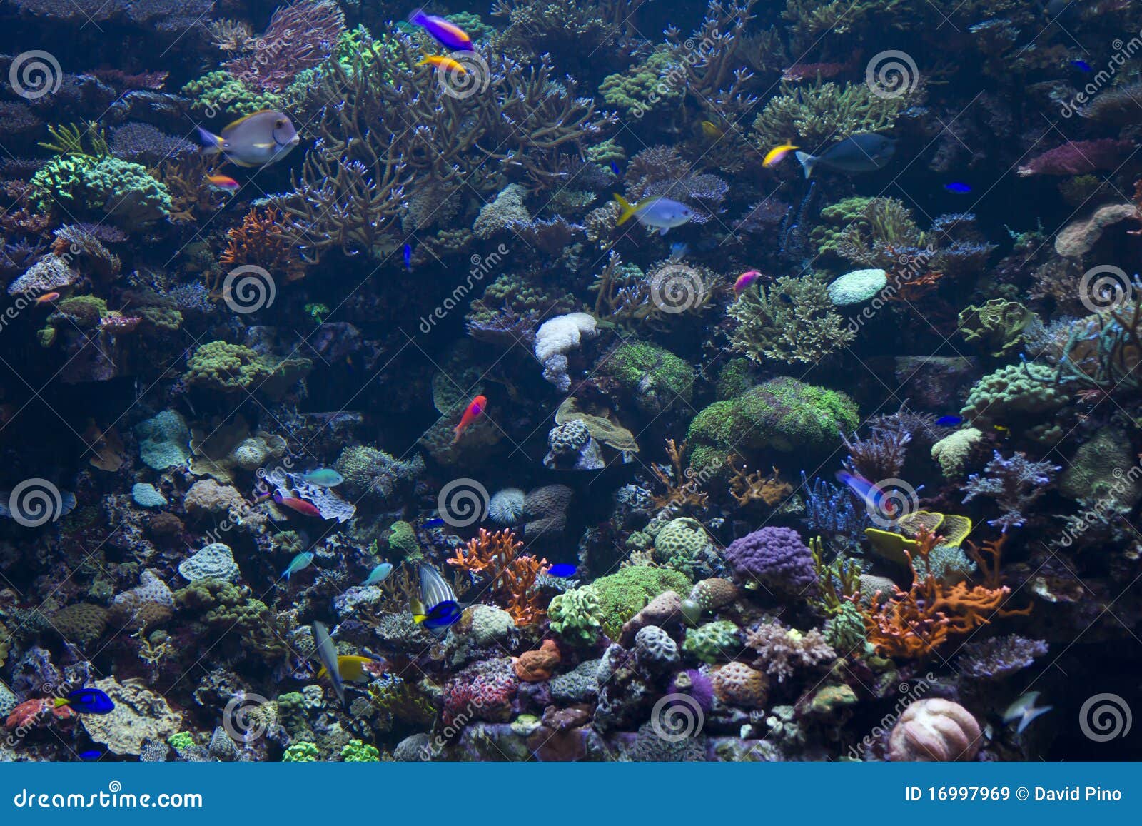 Fish under the sea stock image. Image of tropical, tank - 16997969