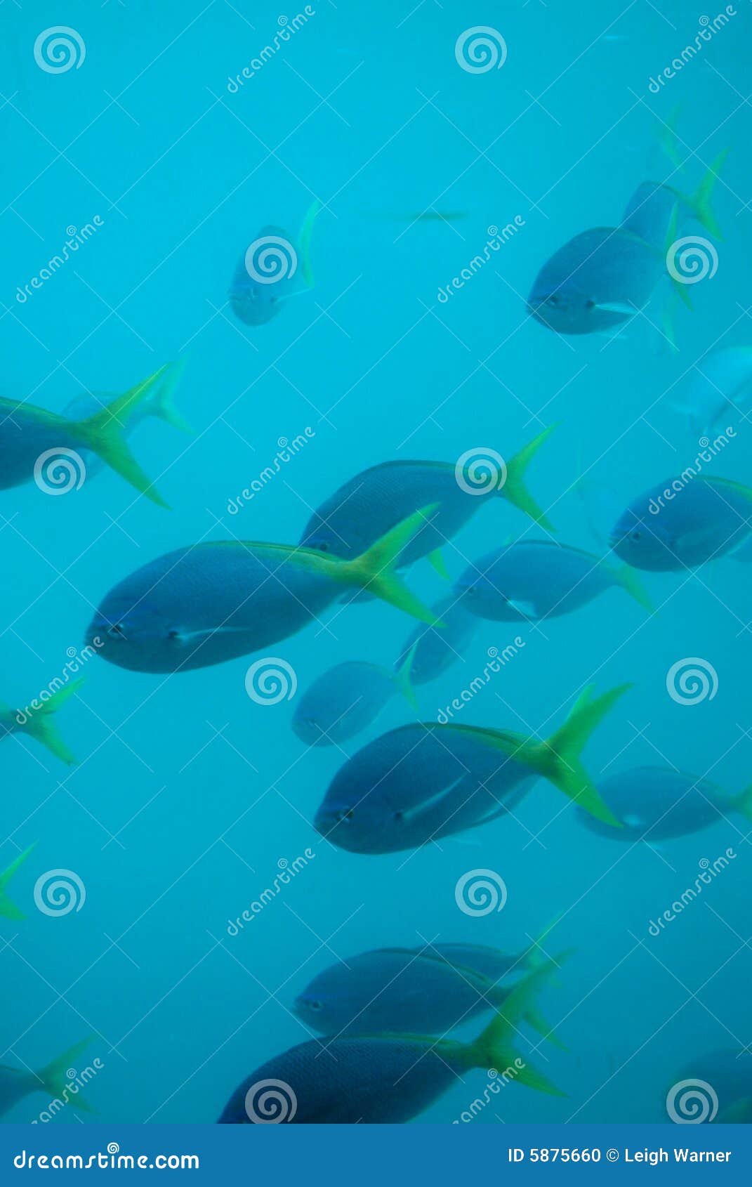 Fish Under Water. Arapaima Fish - Pirarucu Arapaima Gigas One Largest ...