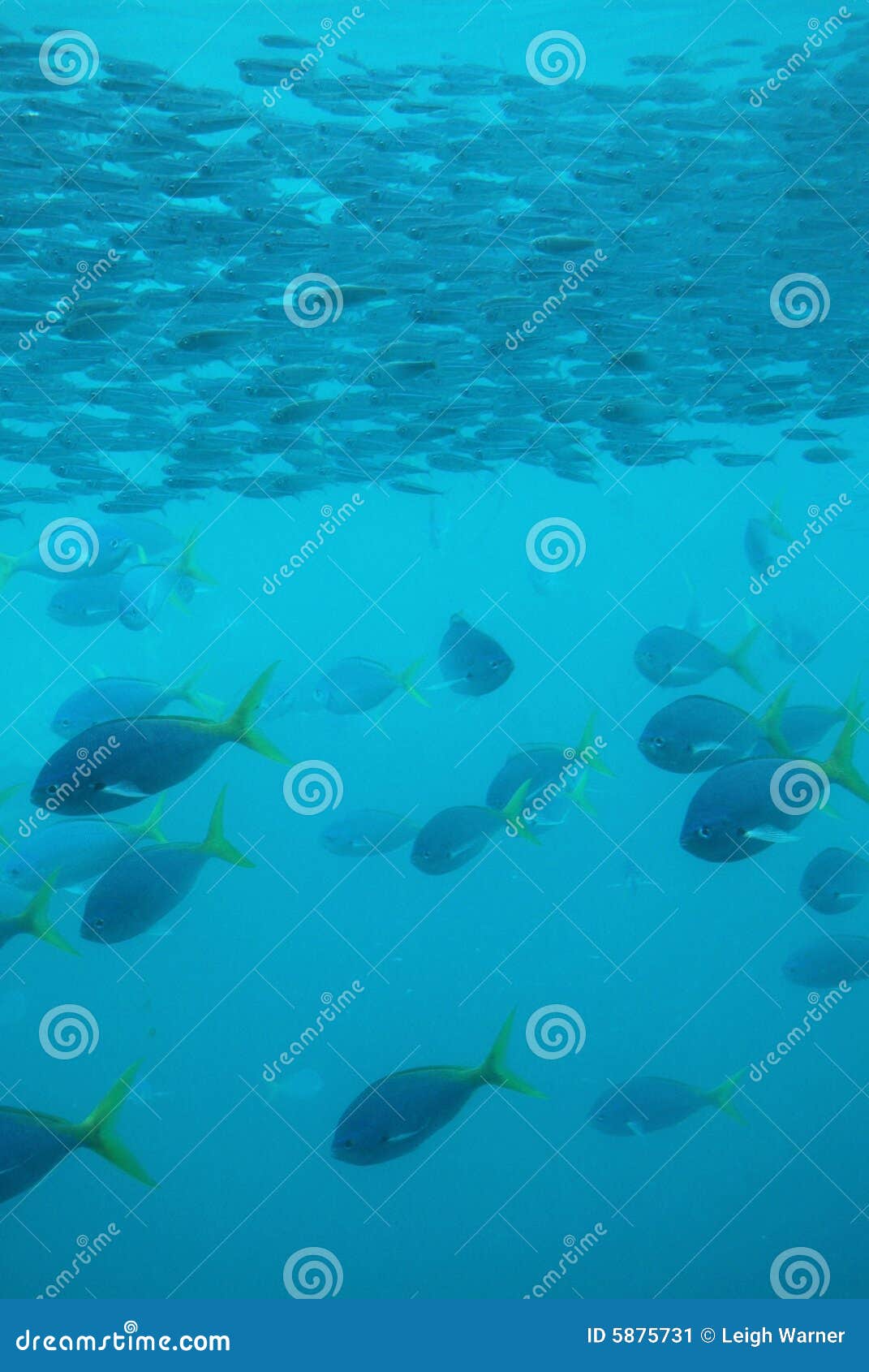 Fish - under water stock image. Image of marine, submerged - 5875731