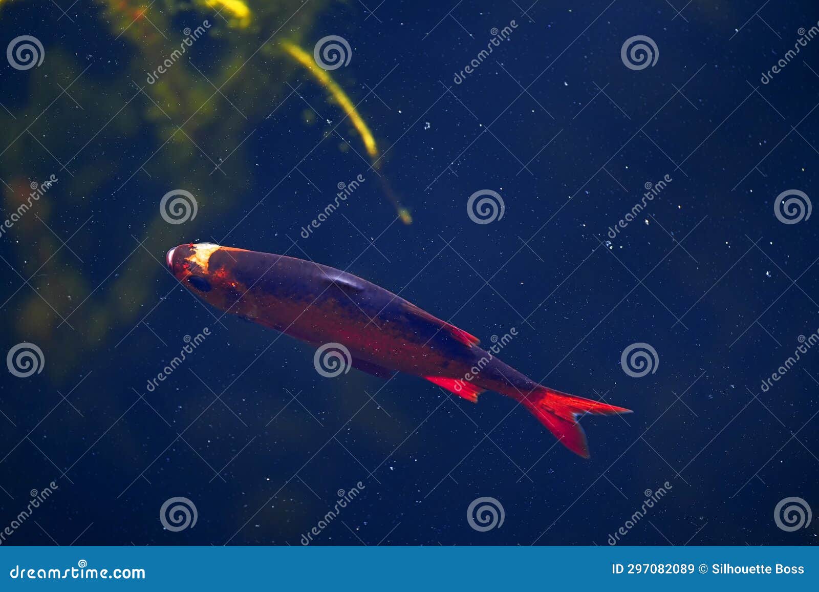 Fish Under Water Drone Footage. Fish Underwater from Above Stock Image ...