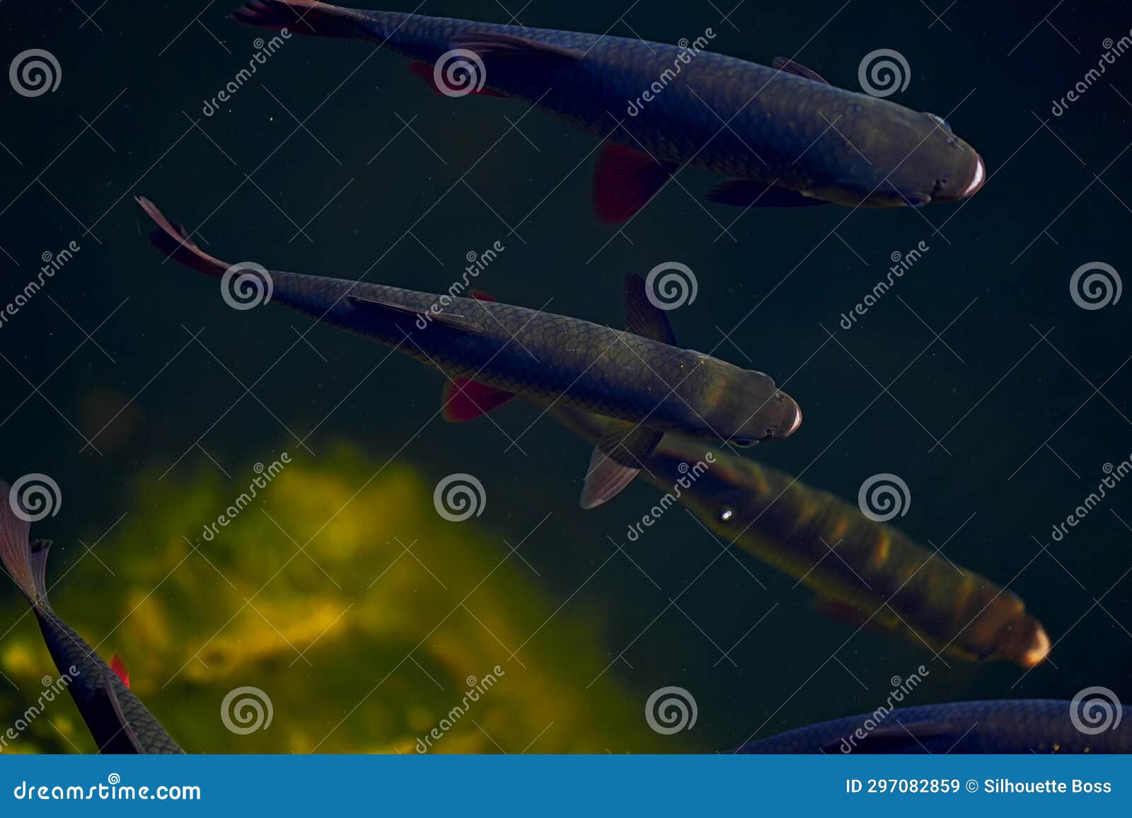 Fish Under Water Drone Footage. Fish Underwater from Above Stock Image ...
