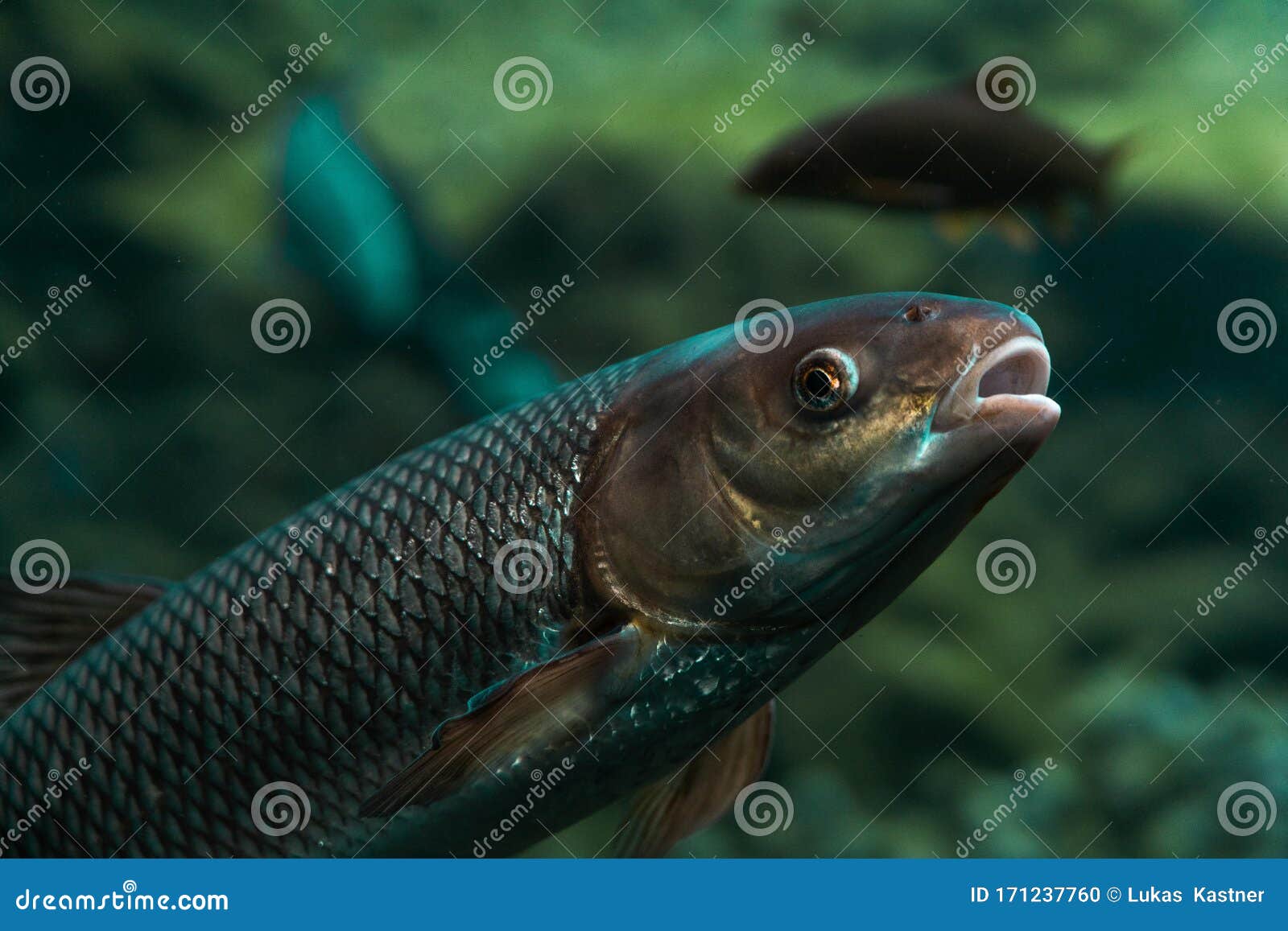 Fish Under Water Macro Photography Stock Photo - Image of tropical ...