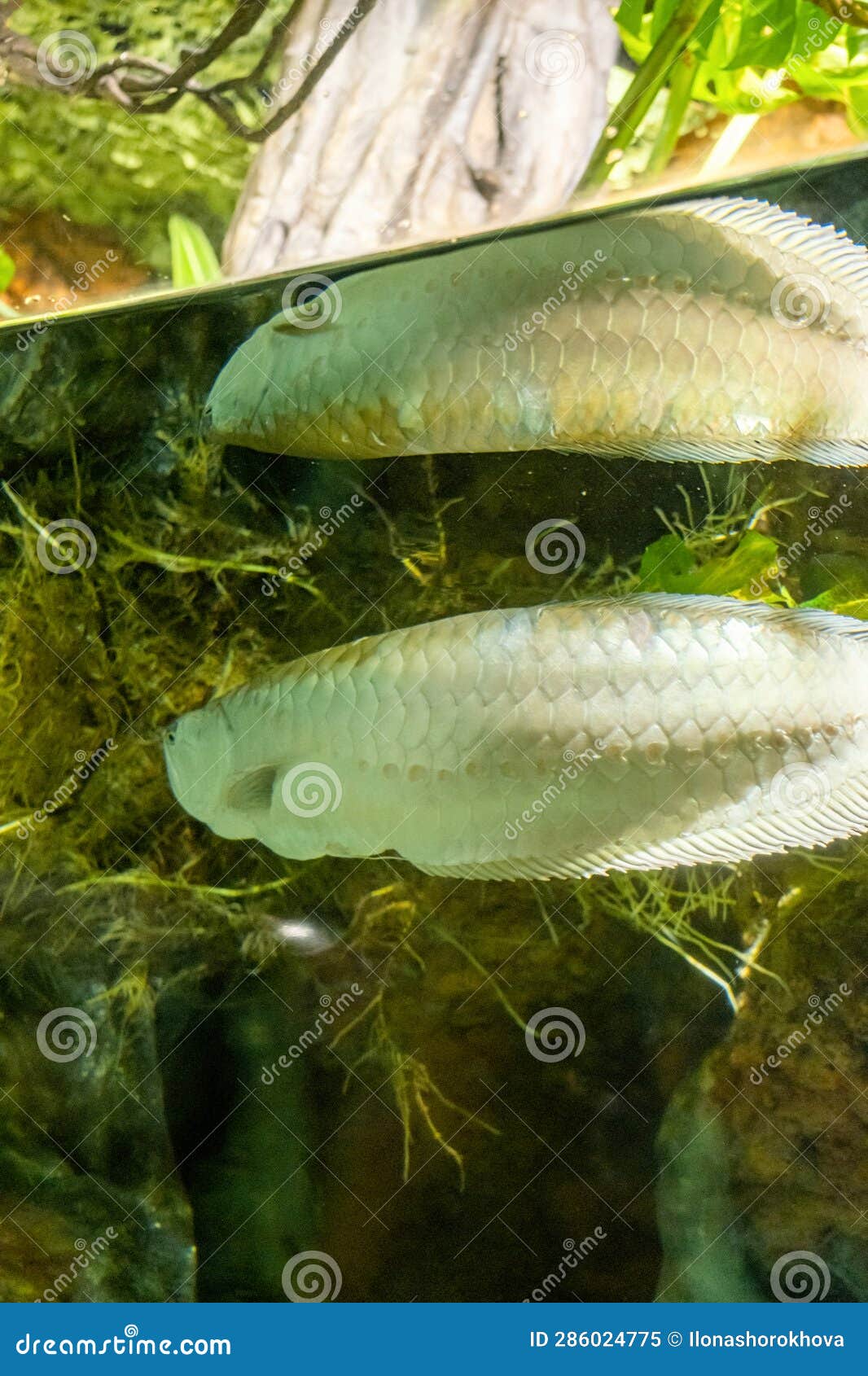 Fish Under Water Surface with Reflection Stock Image - Image of diving ...