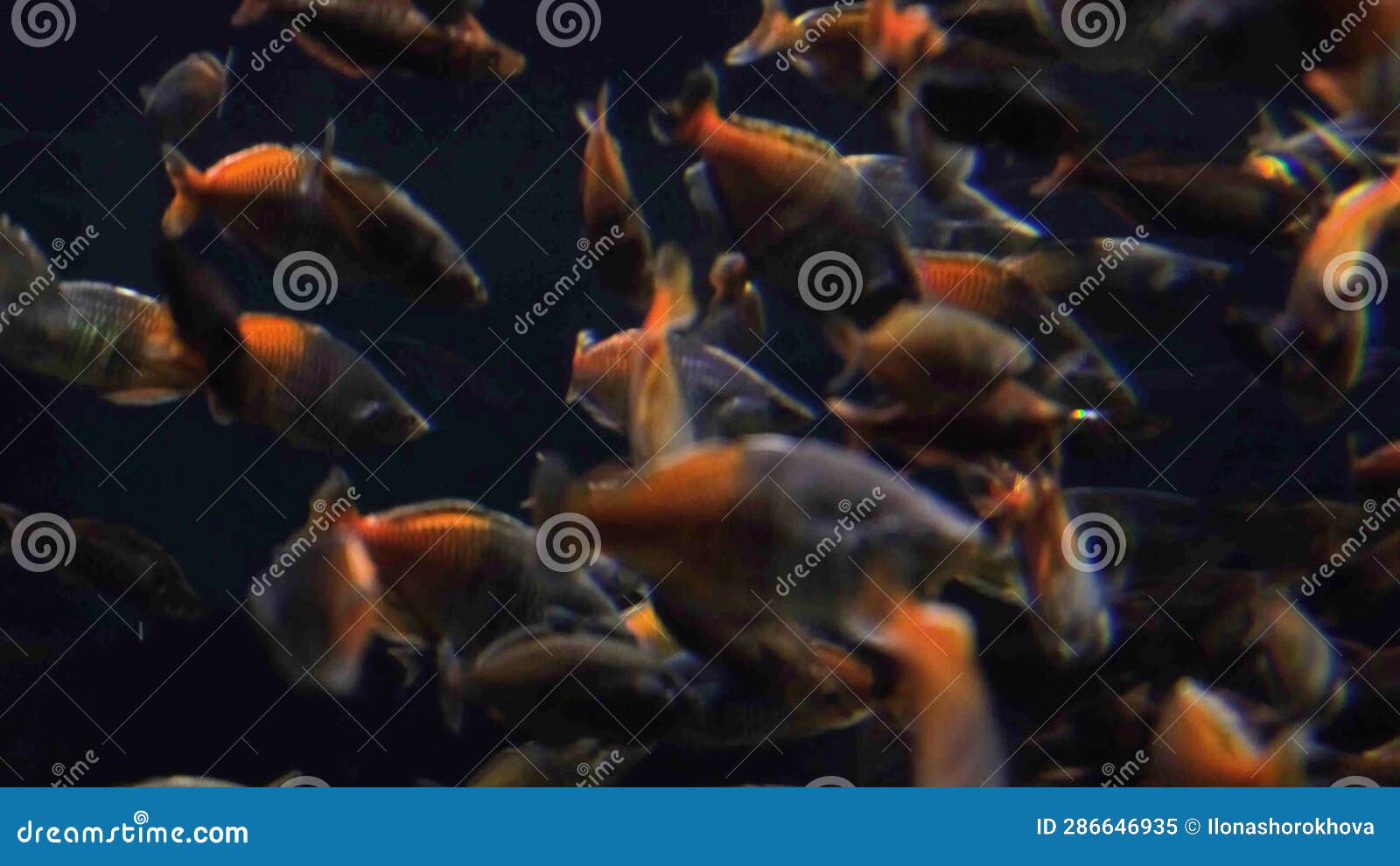 Fish Under Water Surface with Reflection Stock Video - Video of animal ...