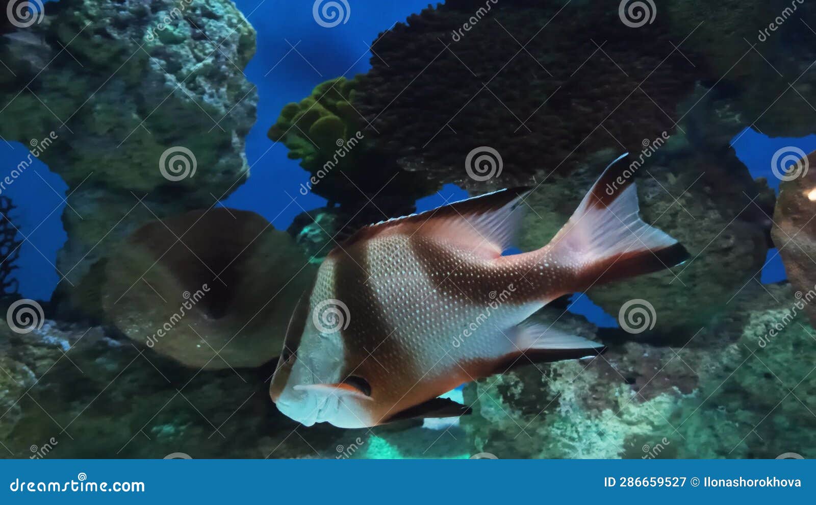 Fish Under Water Surface with Reflection Stock Video - Video of scuba ...