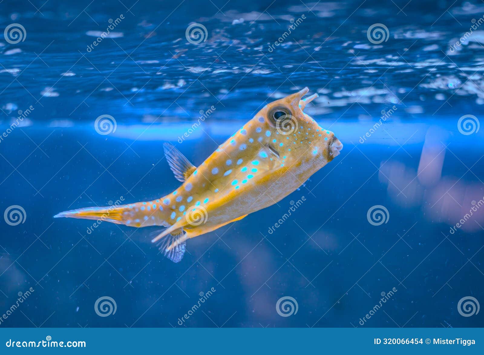 Fish Under Water, Yellow Trunk Cow Fish Lactoria Cornuta Stock Photo ...