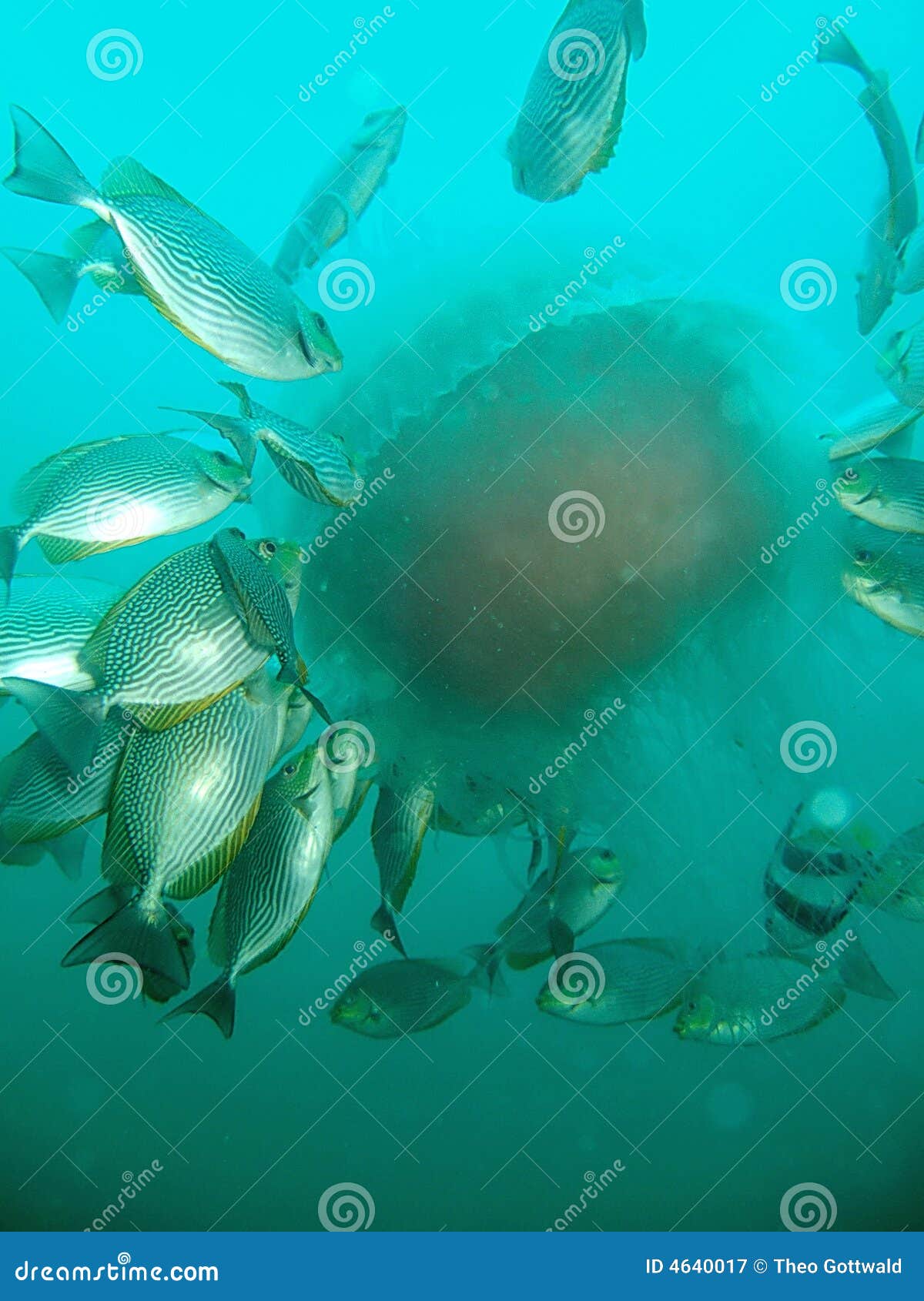 Fish underwater stock image. Image of fish, green, water - 4640017