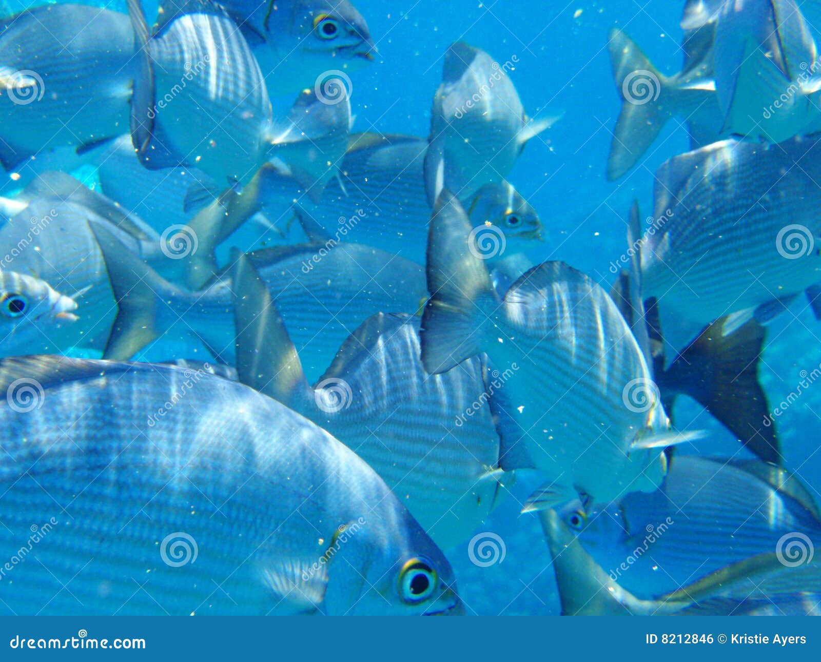 Fish underwater stock photo. Image of marine, maui, angling - 8212846