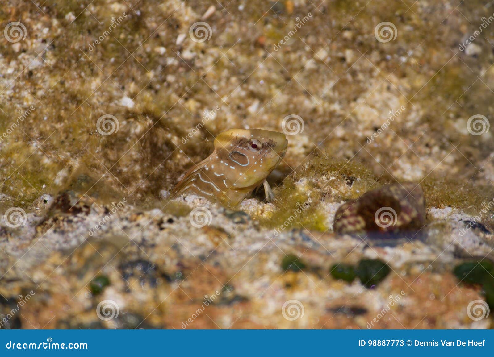 Fish underwater looking up stock image. Image of lake - 98887773