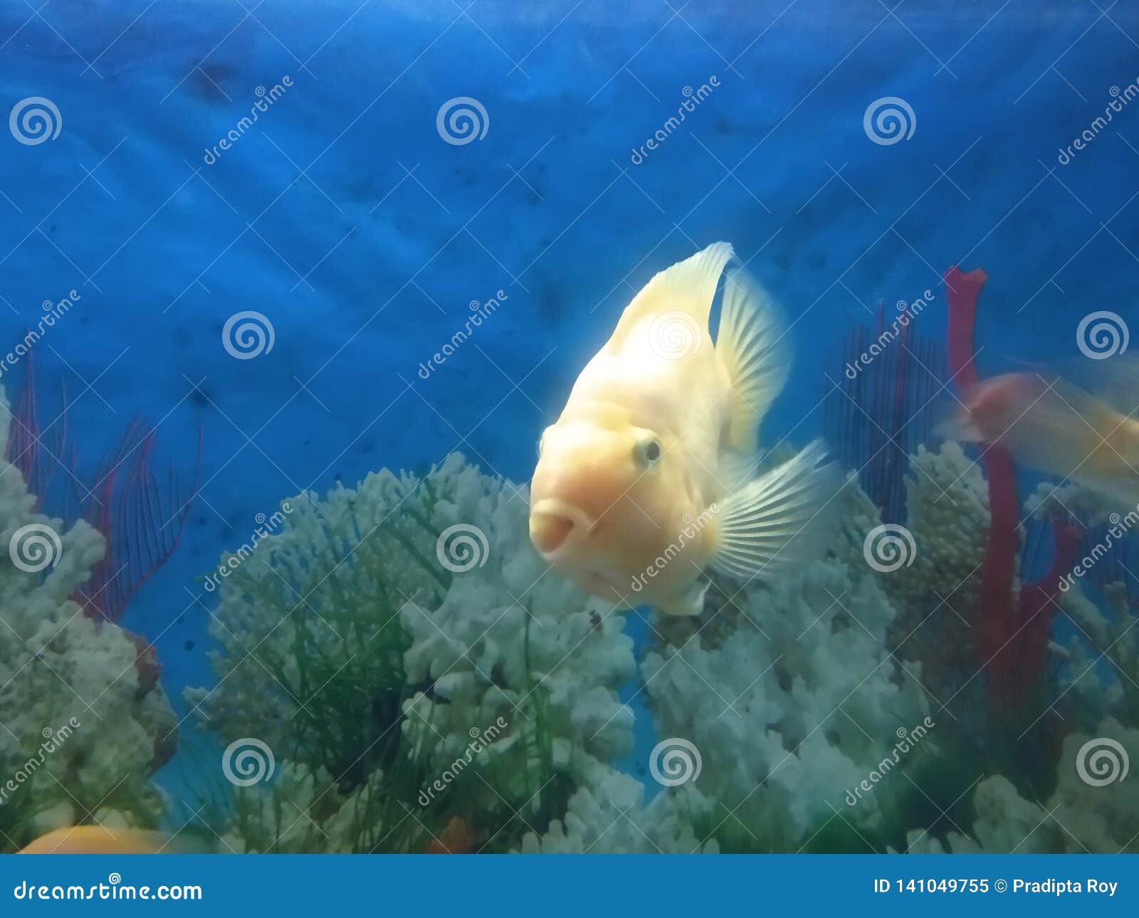Fish underwater stock image. Image of fish, view, camera - 141049755