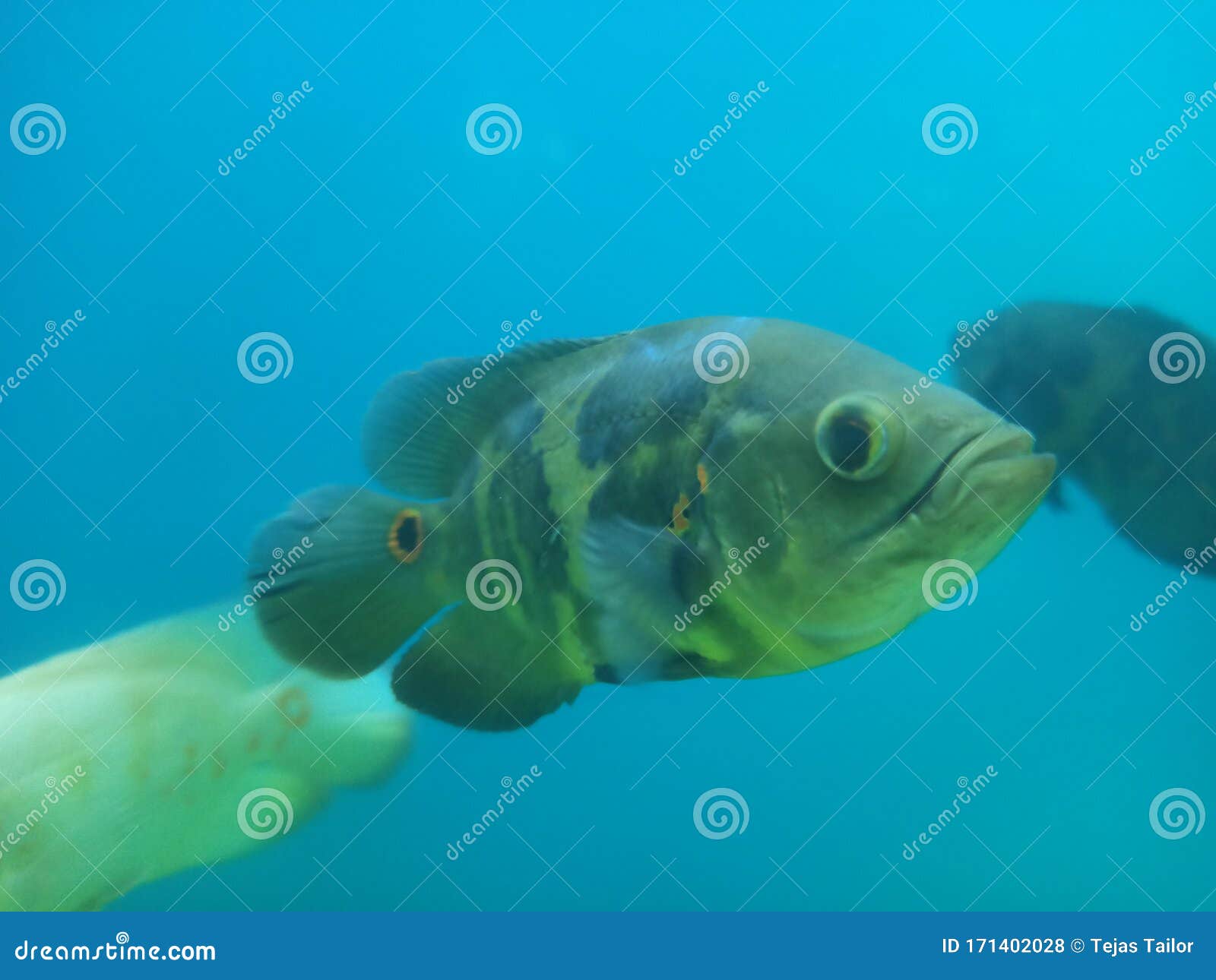 Fish in underwater stock photo. Image of natural, wildlife - 171402028