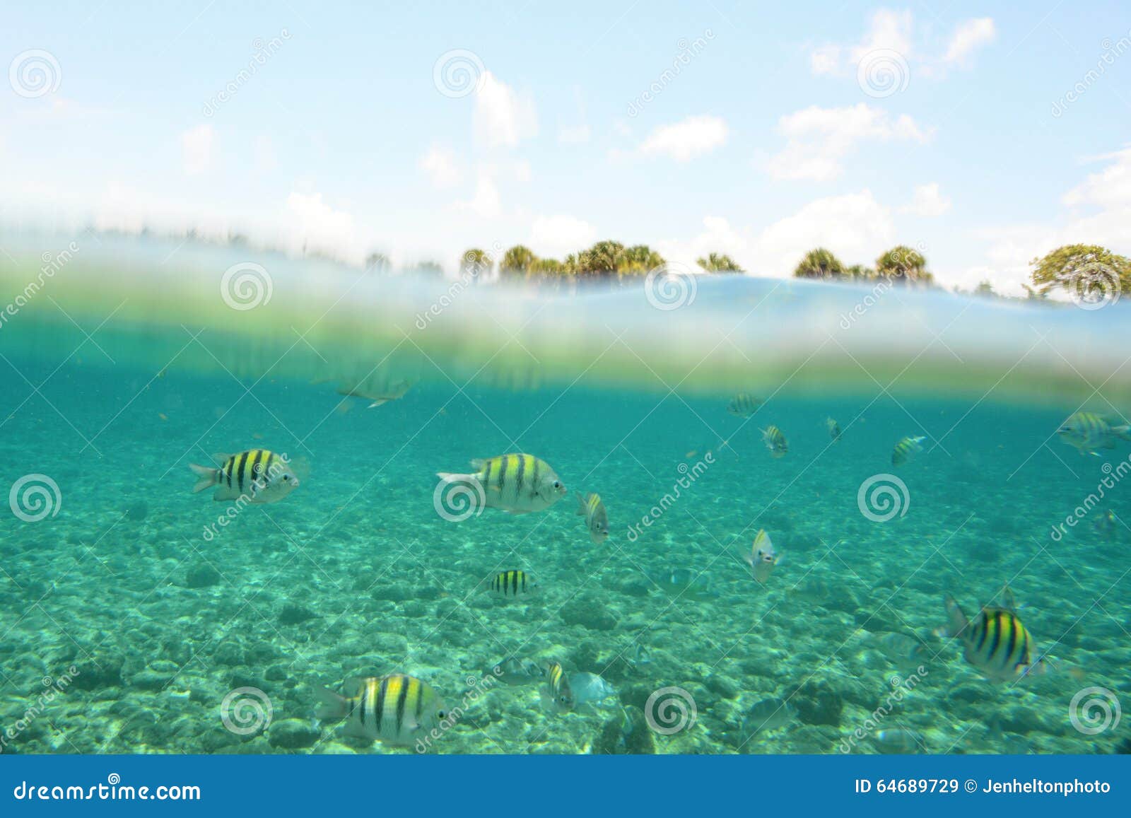 Fish Underwater and Palm Trees Above Water Stock Image - Image of ...