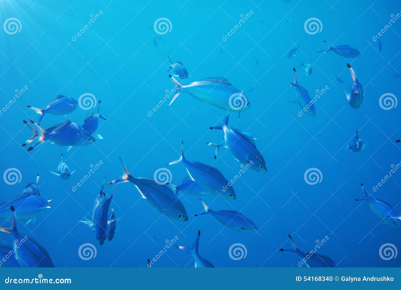 Fish underwater stock photo. Image of exotic, tourism - 54168340