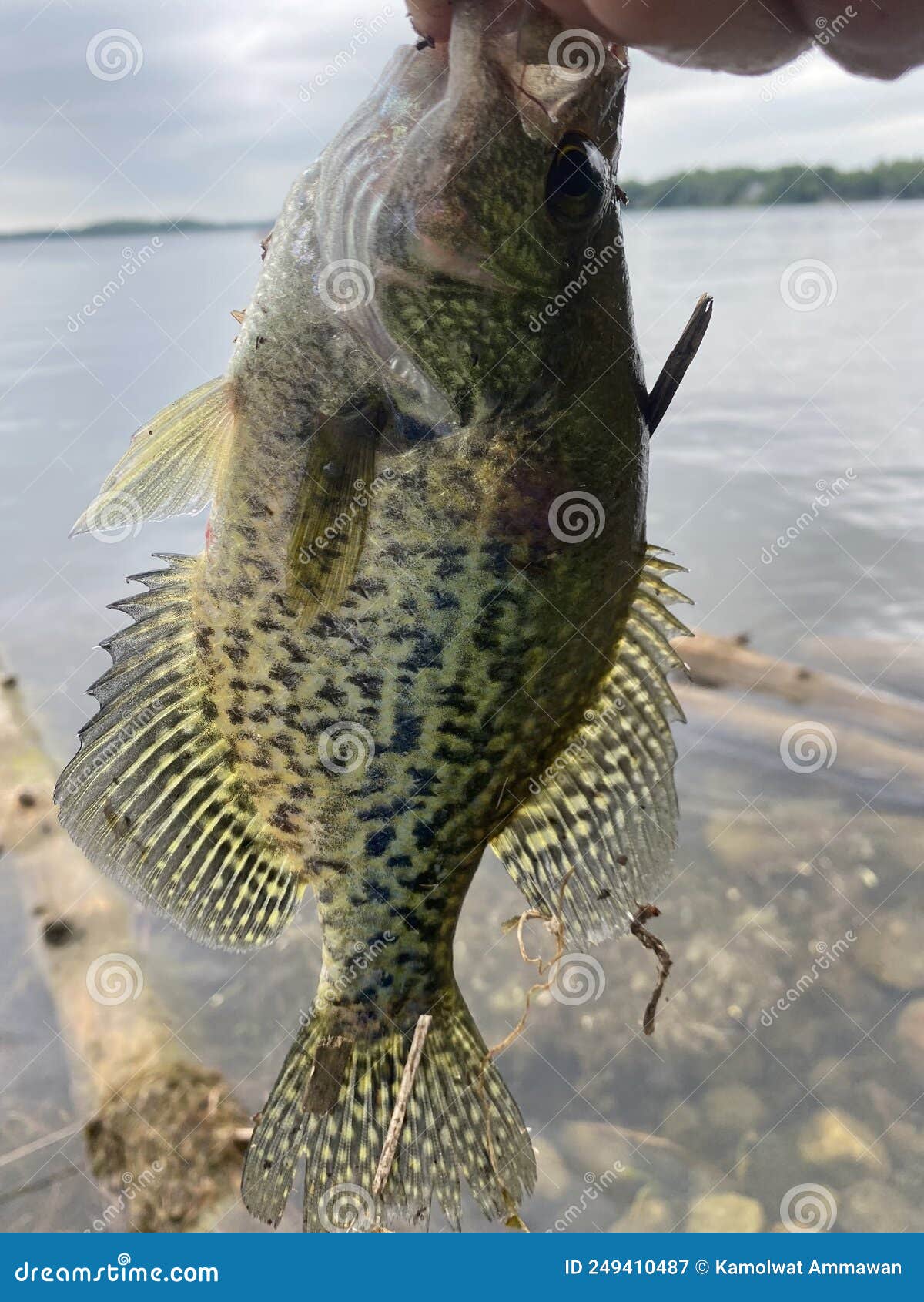 Fish Vacation Relax Fun Fishing Stock Image - Image of fish, fishing ...