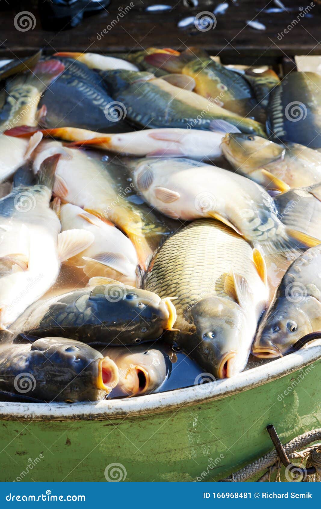 Fish in Vat during Harvesting Pond Stock Image - Image of outdoors ...
